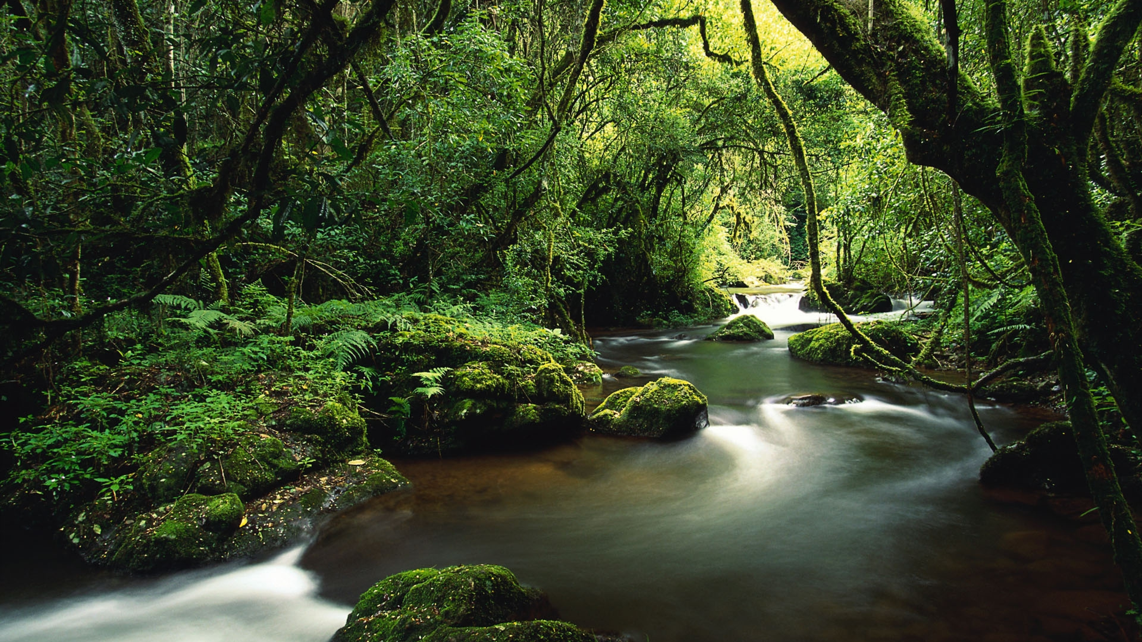 4k Rainforest Wallpapers - Wallpaper Cave