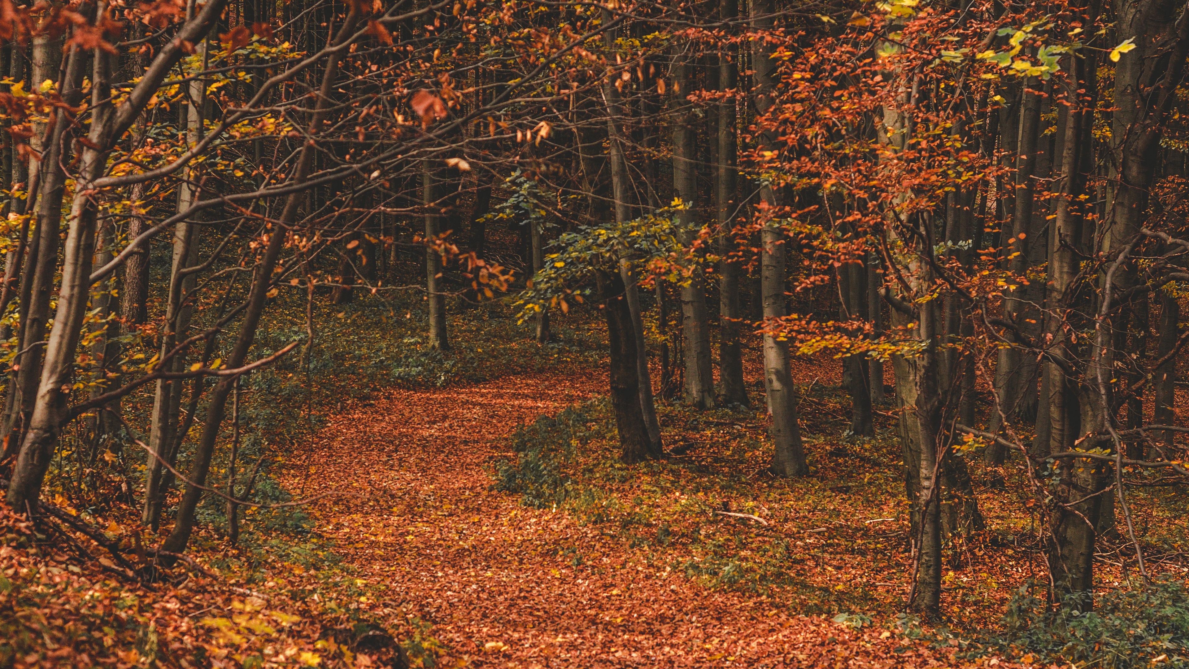 4k Autumn Forest Wallpapers - Wallpaper Cave