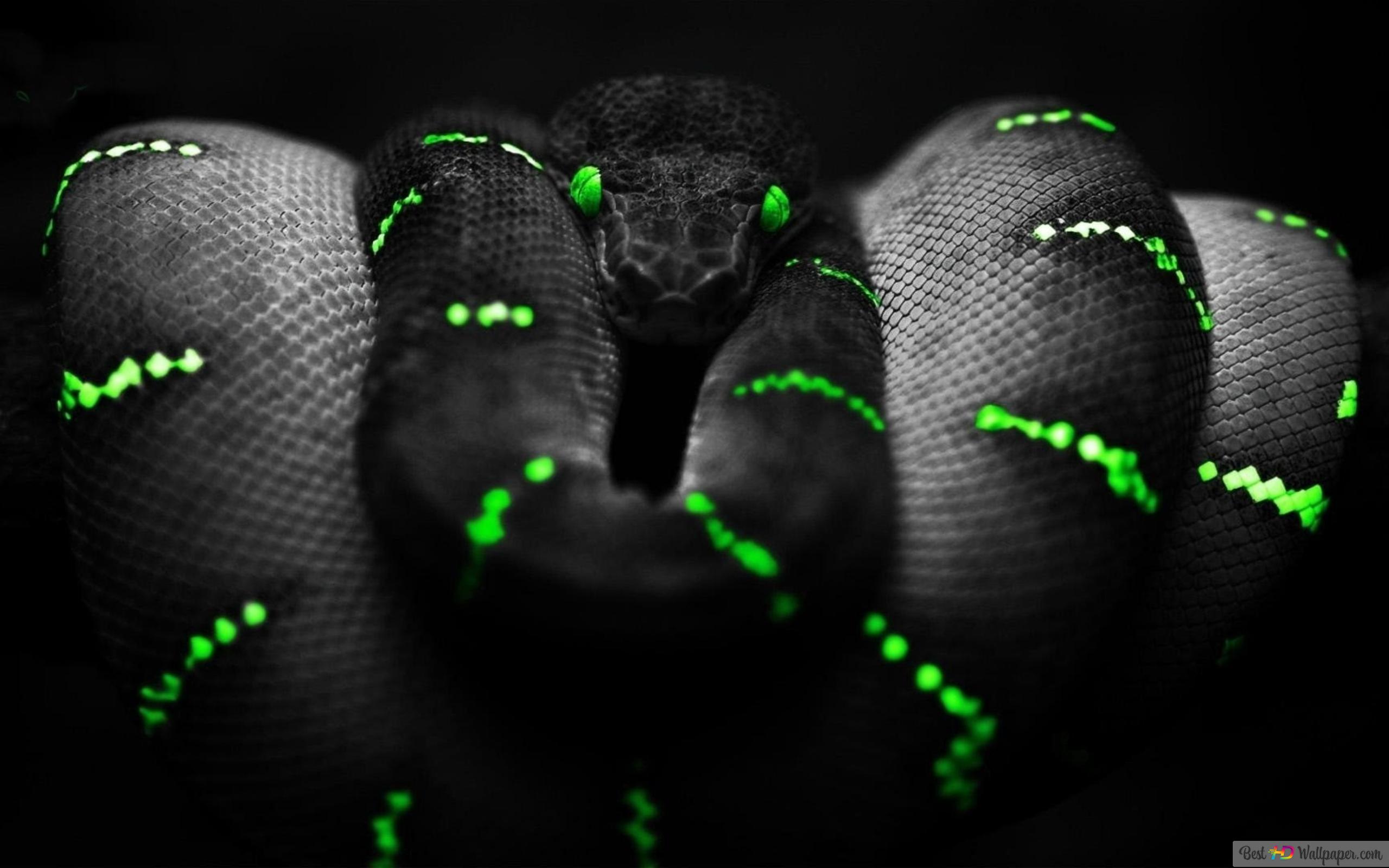 Snakes 4k Wallpapers - Wallpaper Cave