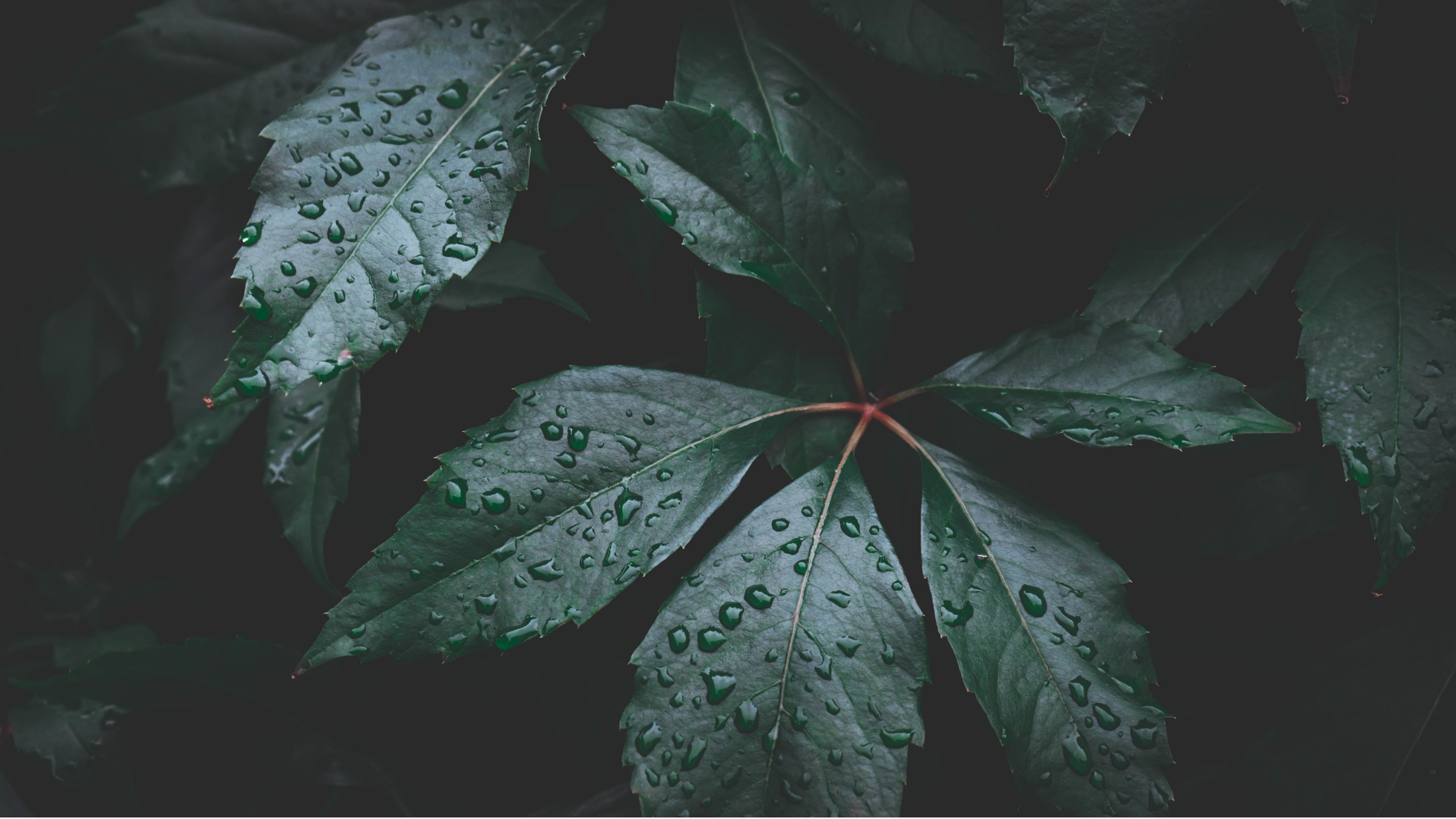 4k Leaf Wallpapers - Wallpaper Cave