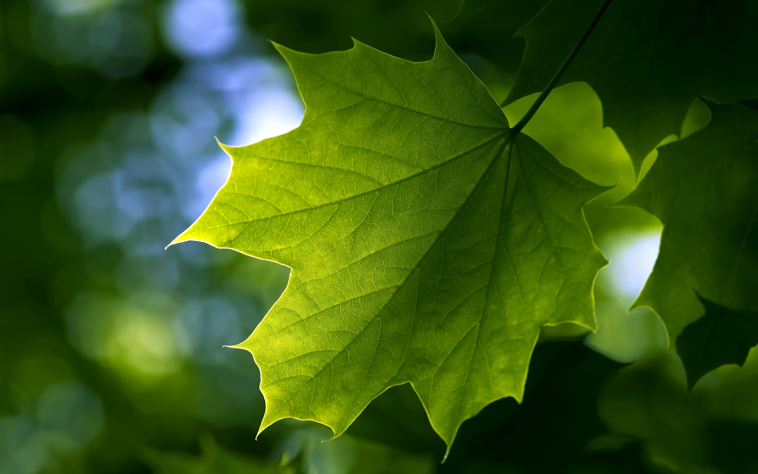 4k Leaf Wallpapers - Wallpaper Cave
