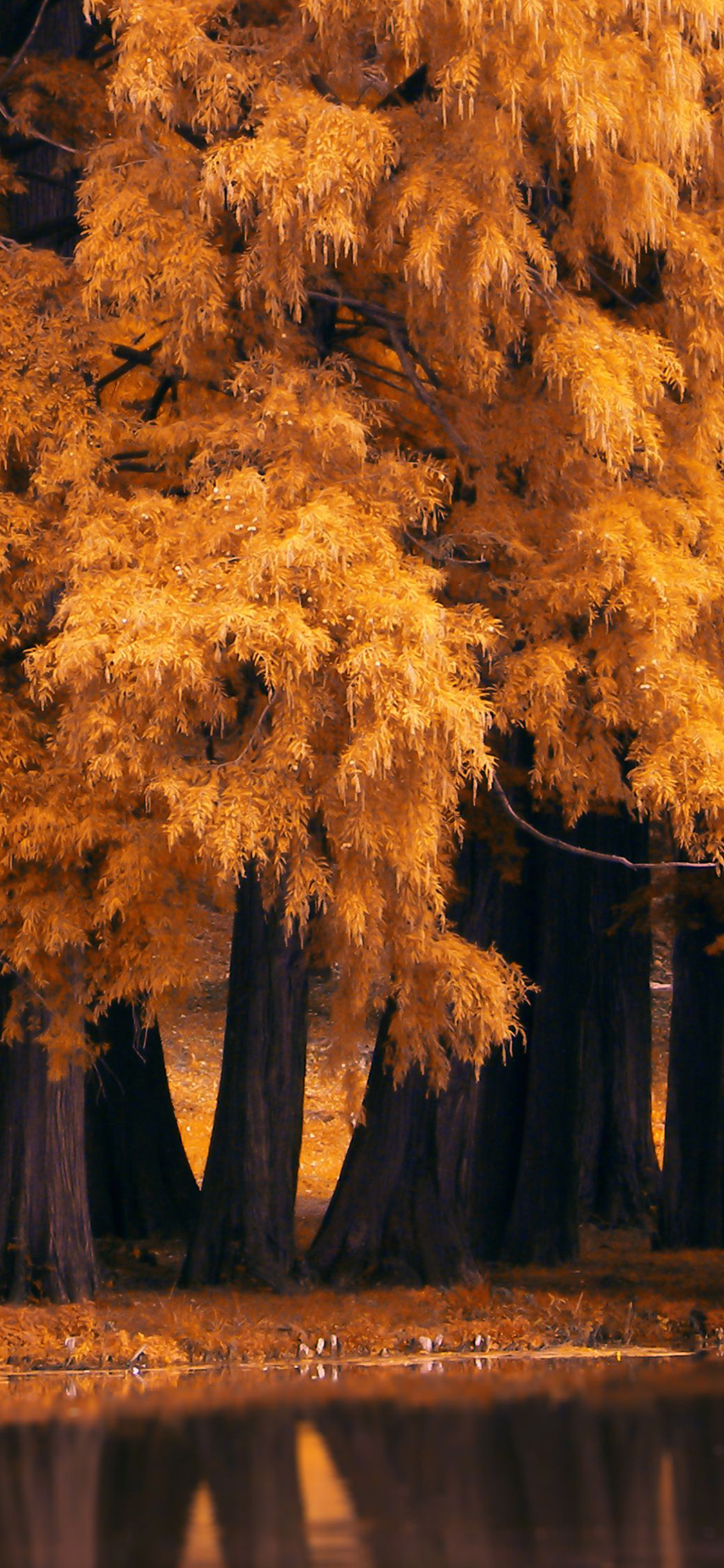 4k Autumn iPhone Wallpapers - Wallpaper Cave