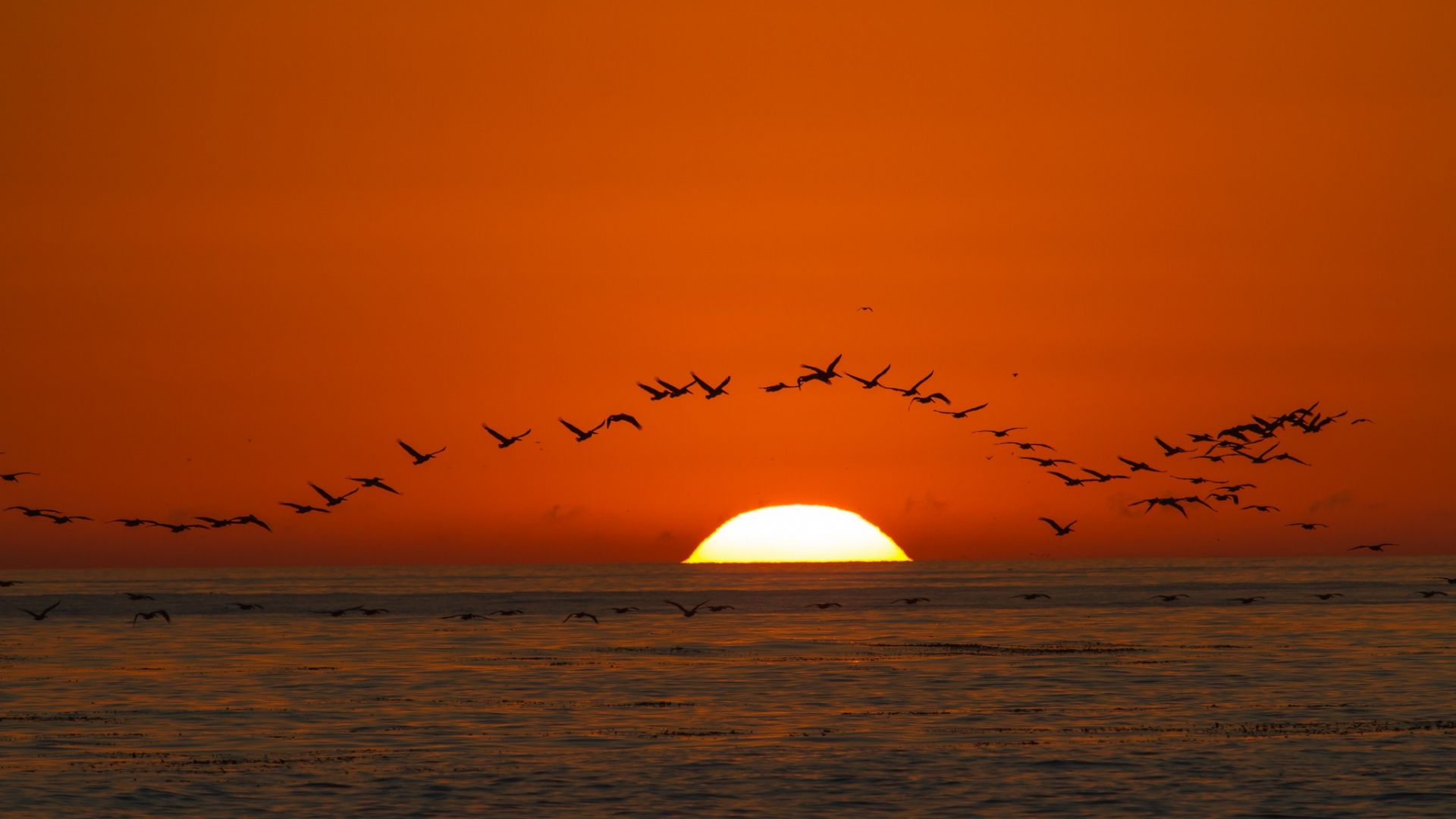 Sunset And Birds Wallpapers - Wallpaper Cave