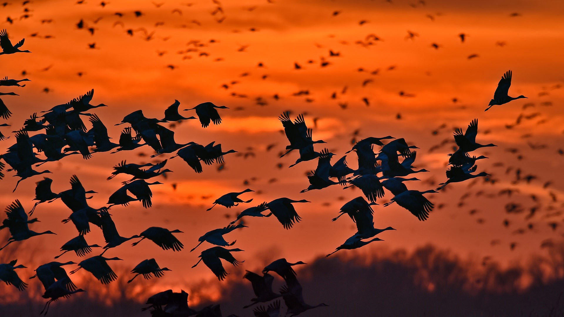 Sunset And Birds Wallpapers - Wallpaper Cave