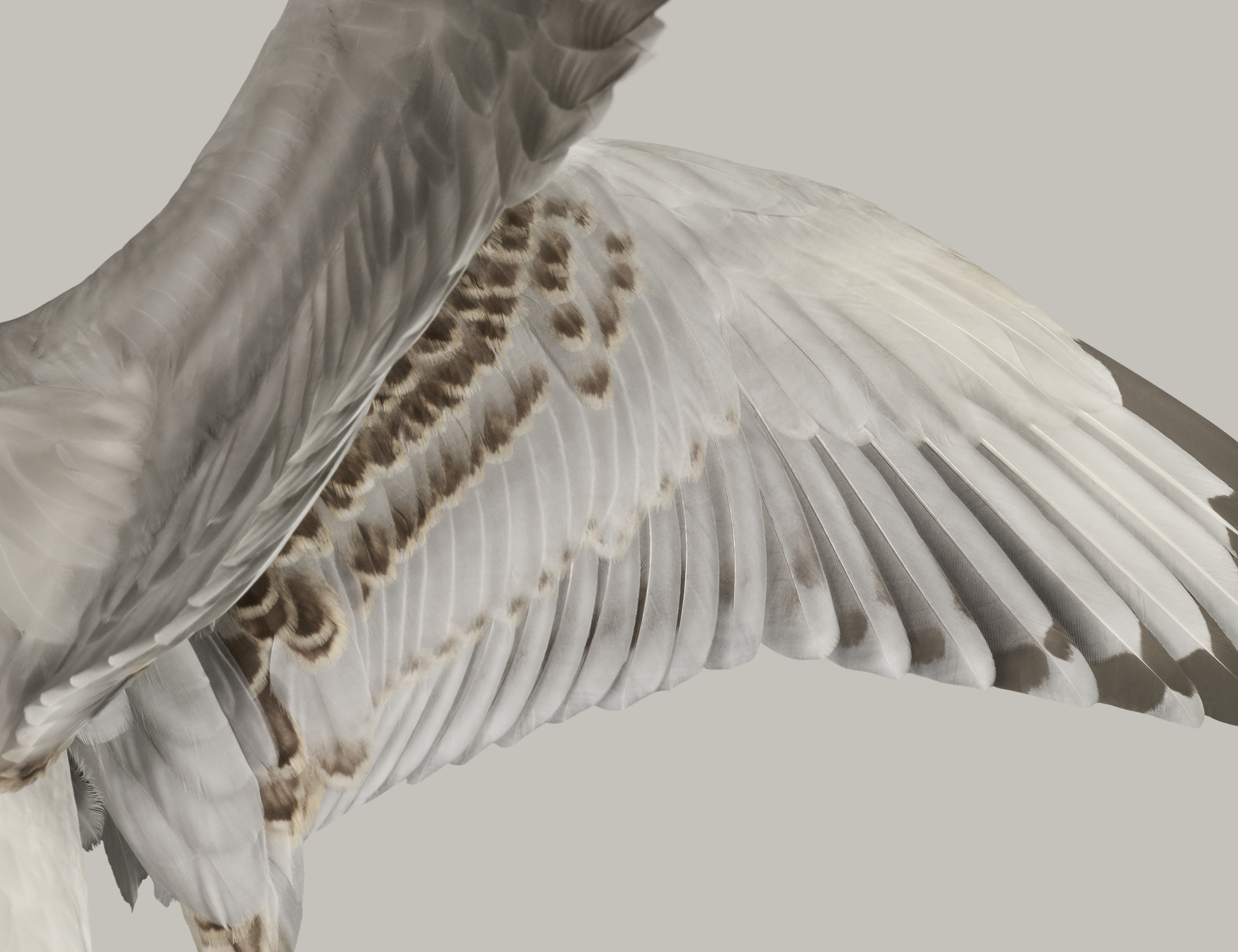 Google Pixel Fold Wallpapers - Wallpaper Cave