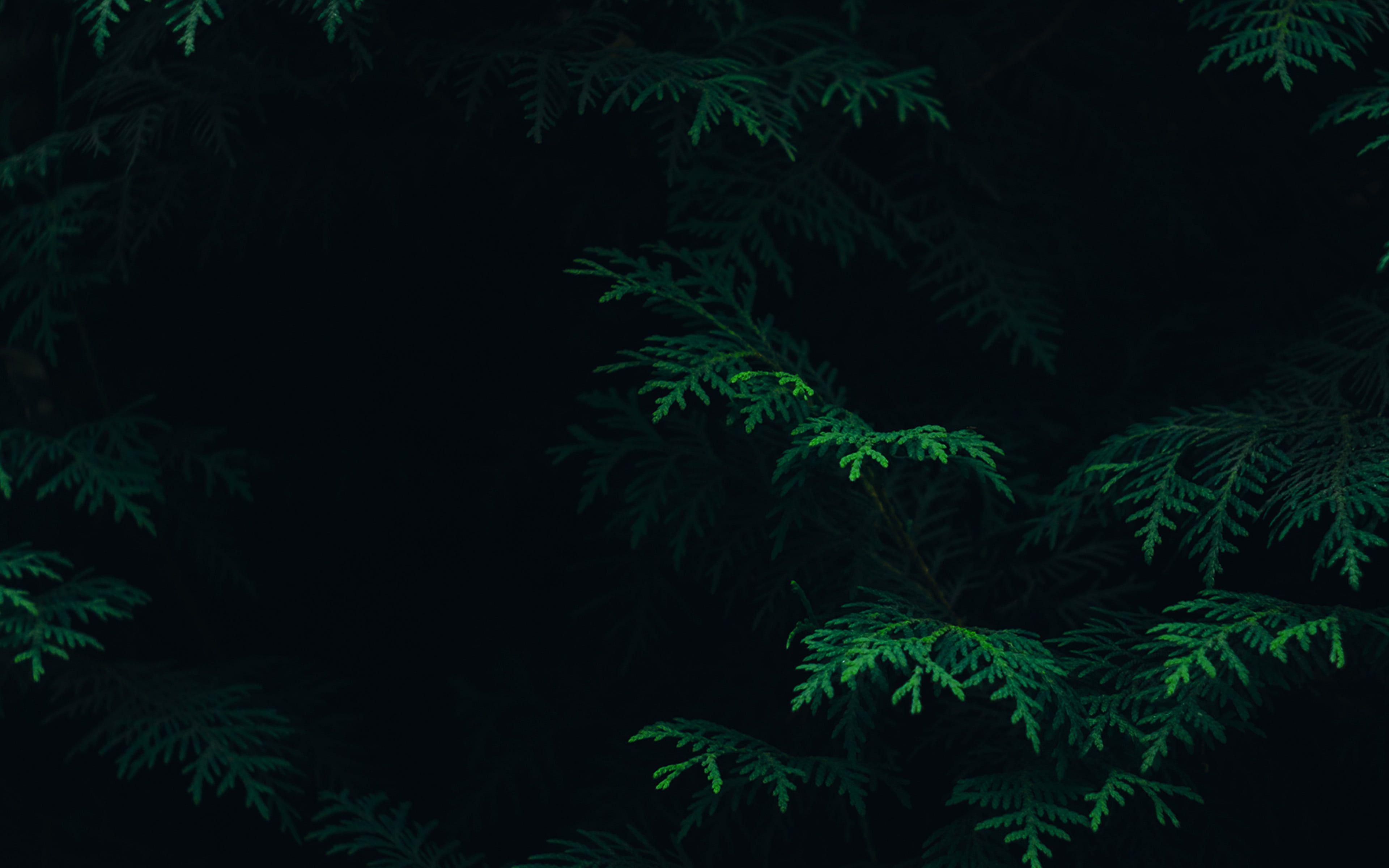 4k Dark Green Wallpapers - Wallpaper Cave