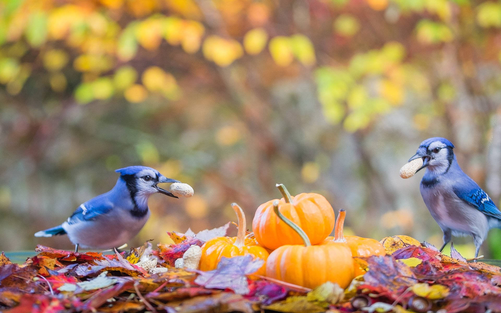 Fall Wallpapers For Desktop Birds Free And Customizable Bird Wallpaper