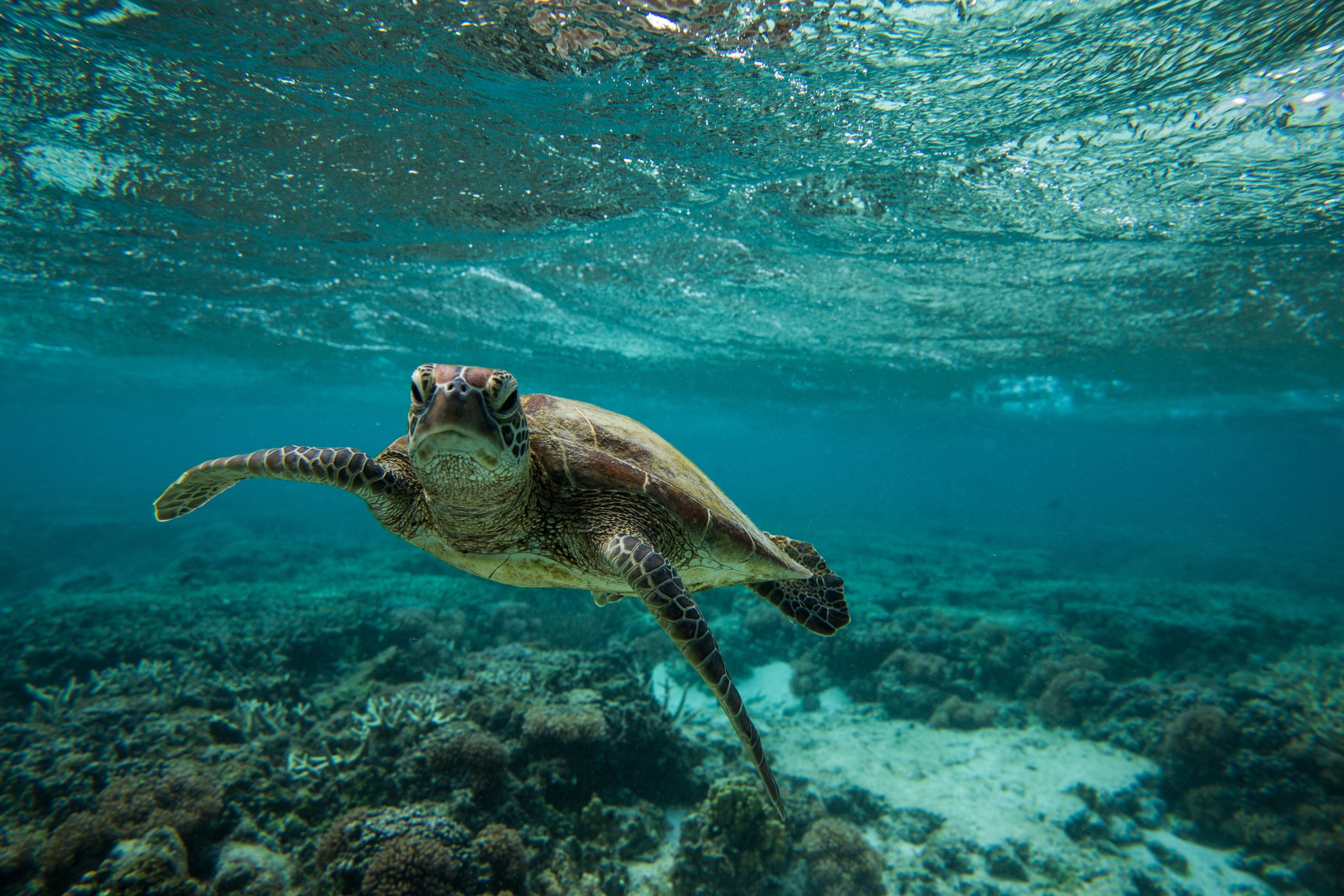 Lady Elliot Island Wallpapers - Wallpaper Cave