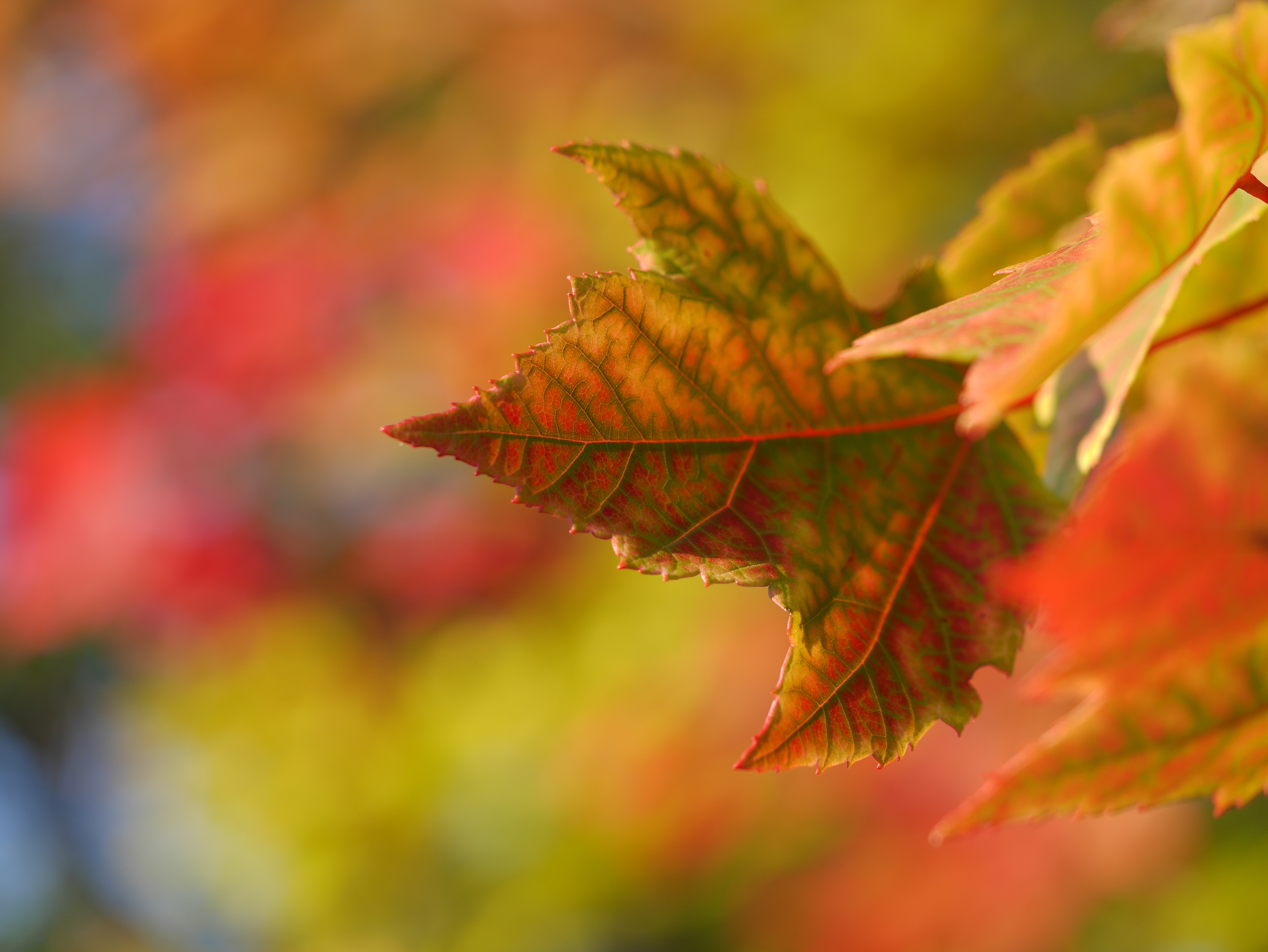Blur Autumn Wallpapers - Wallpaper Cave