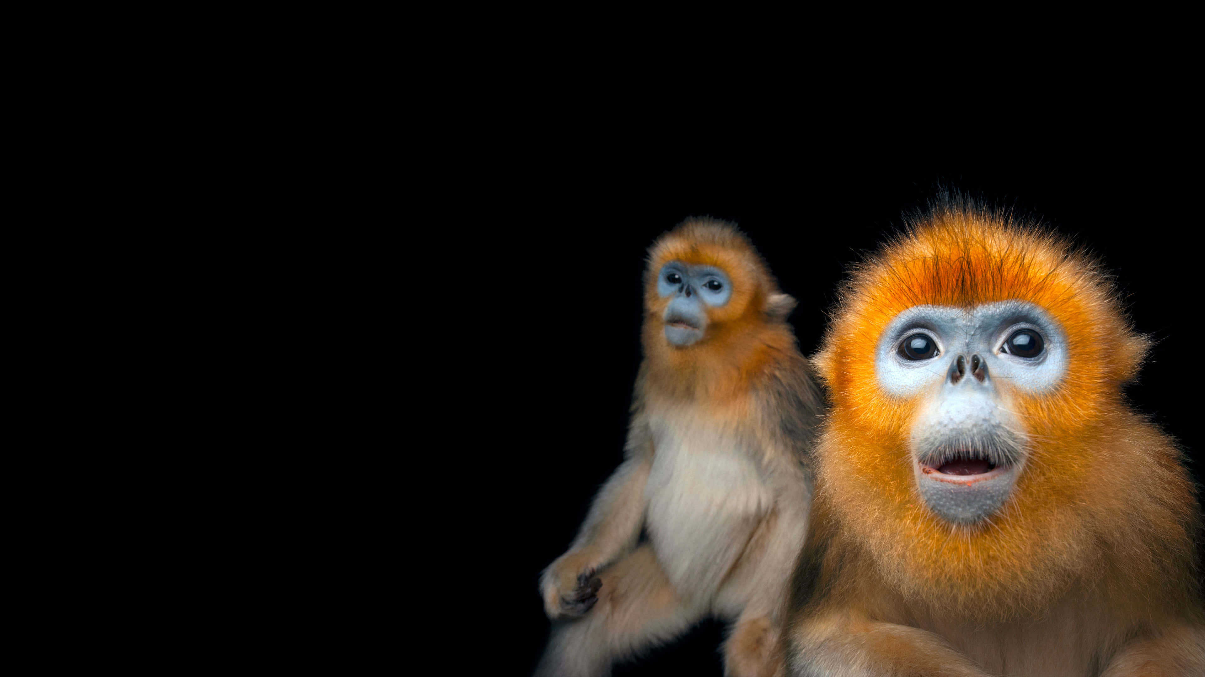 4k Monkey Wallpapers - Wallpaper Cave