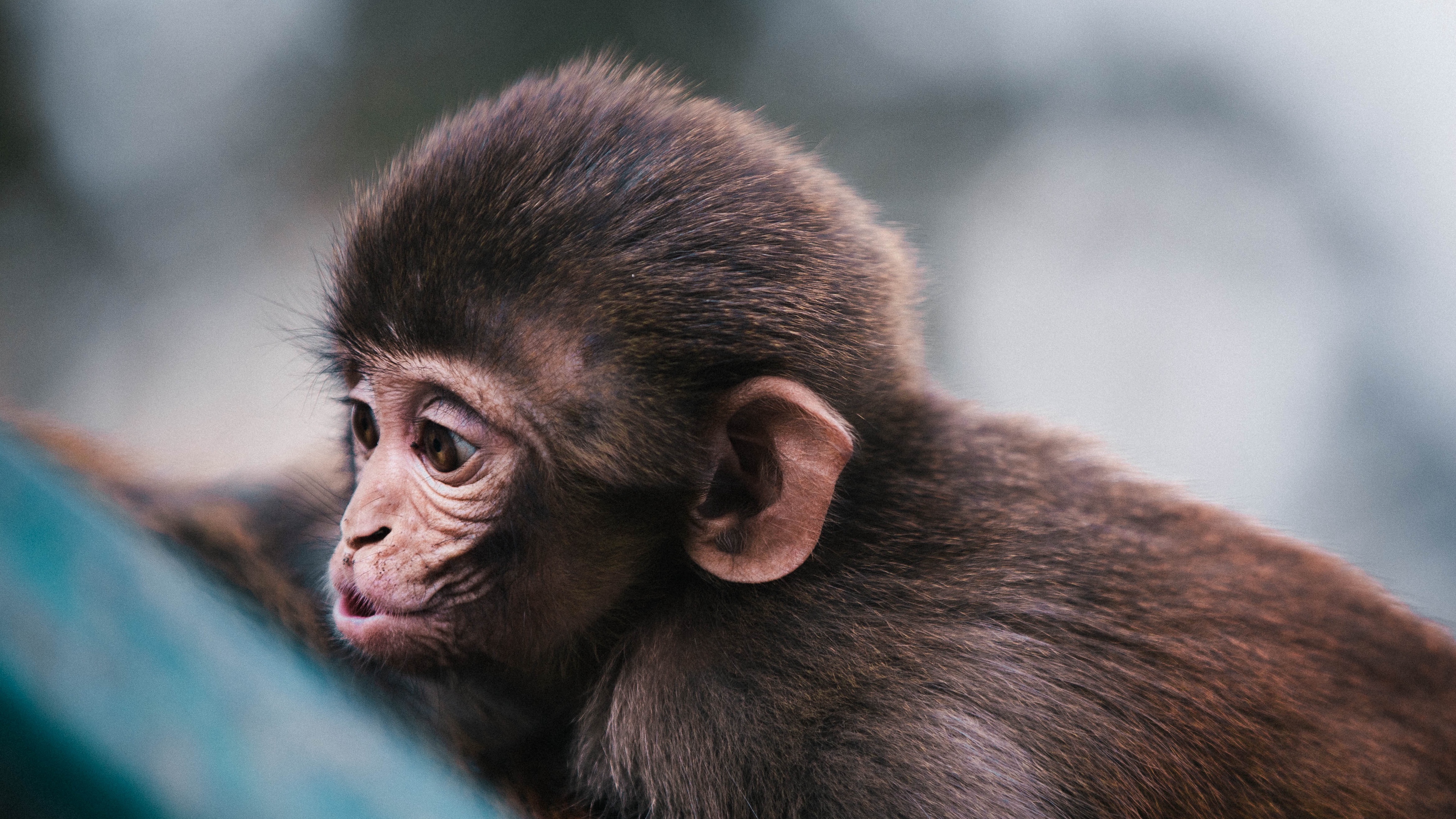 4k Monkey Wallpapers - Wallpaper Cave