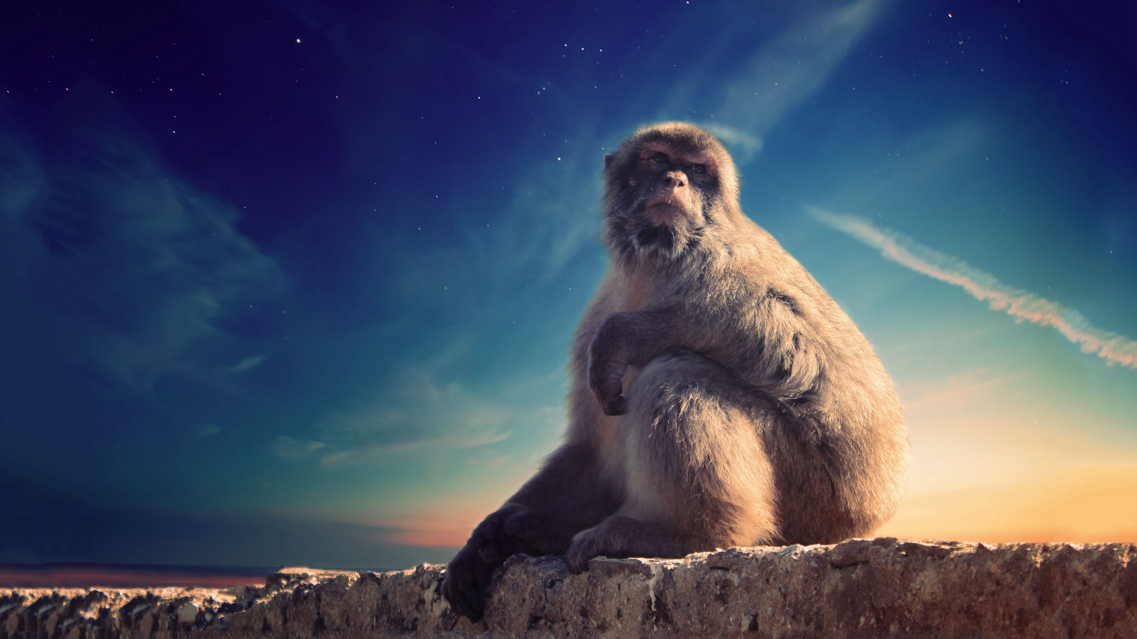 4k Monkey Wallpapers - Wallpaper Cave