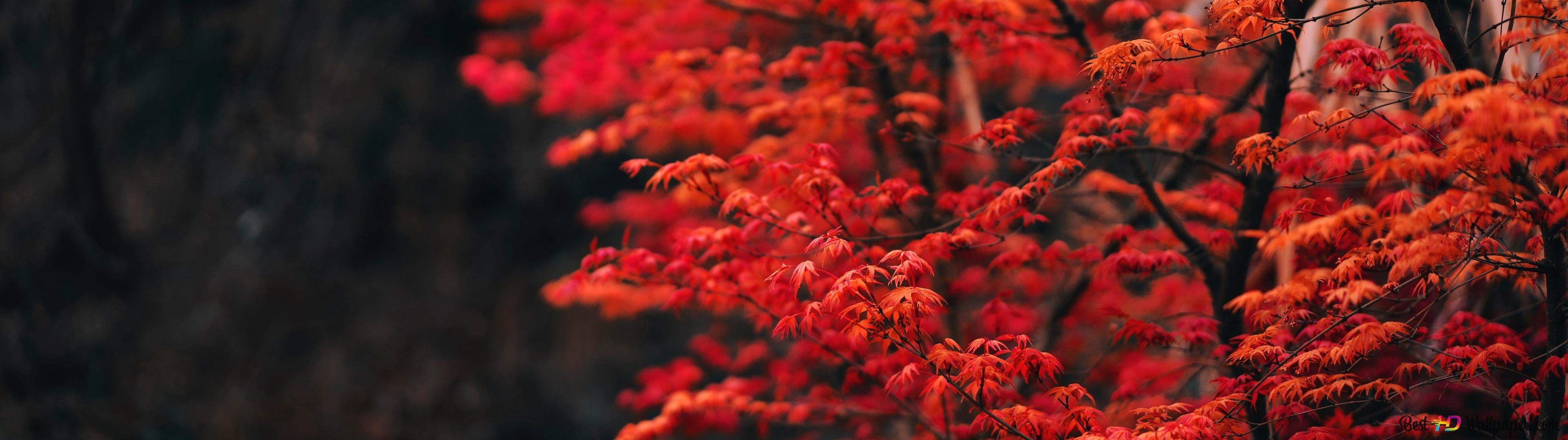 Red Autumn 3840x1080 Wallpapers - Wallpaper Cave