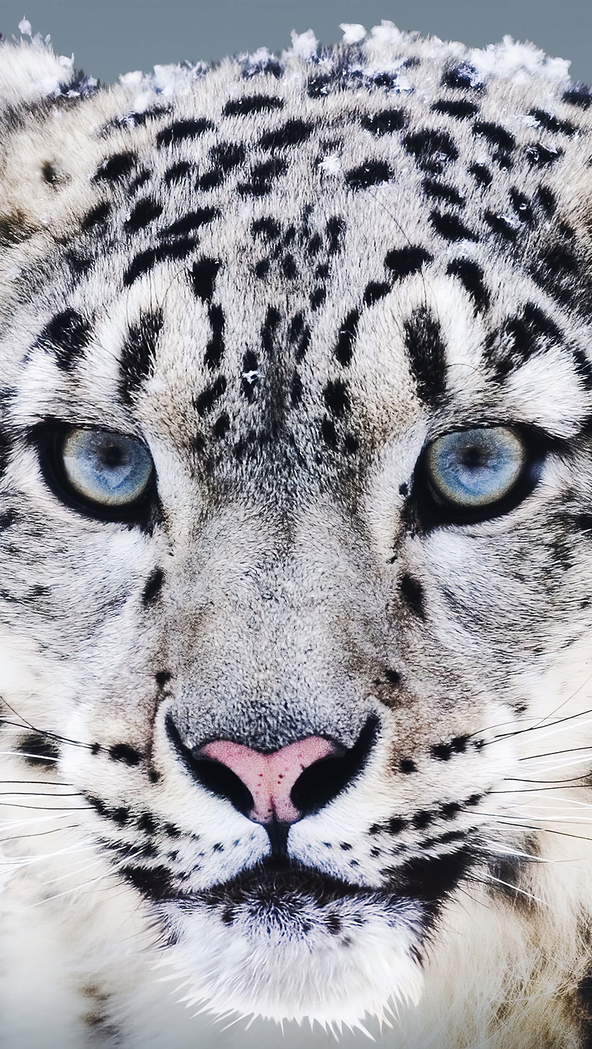 iPhone 16 Plus Snow Leopard Wallpapers - Wallpaper Cave