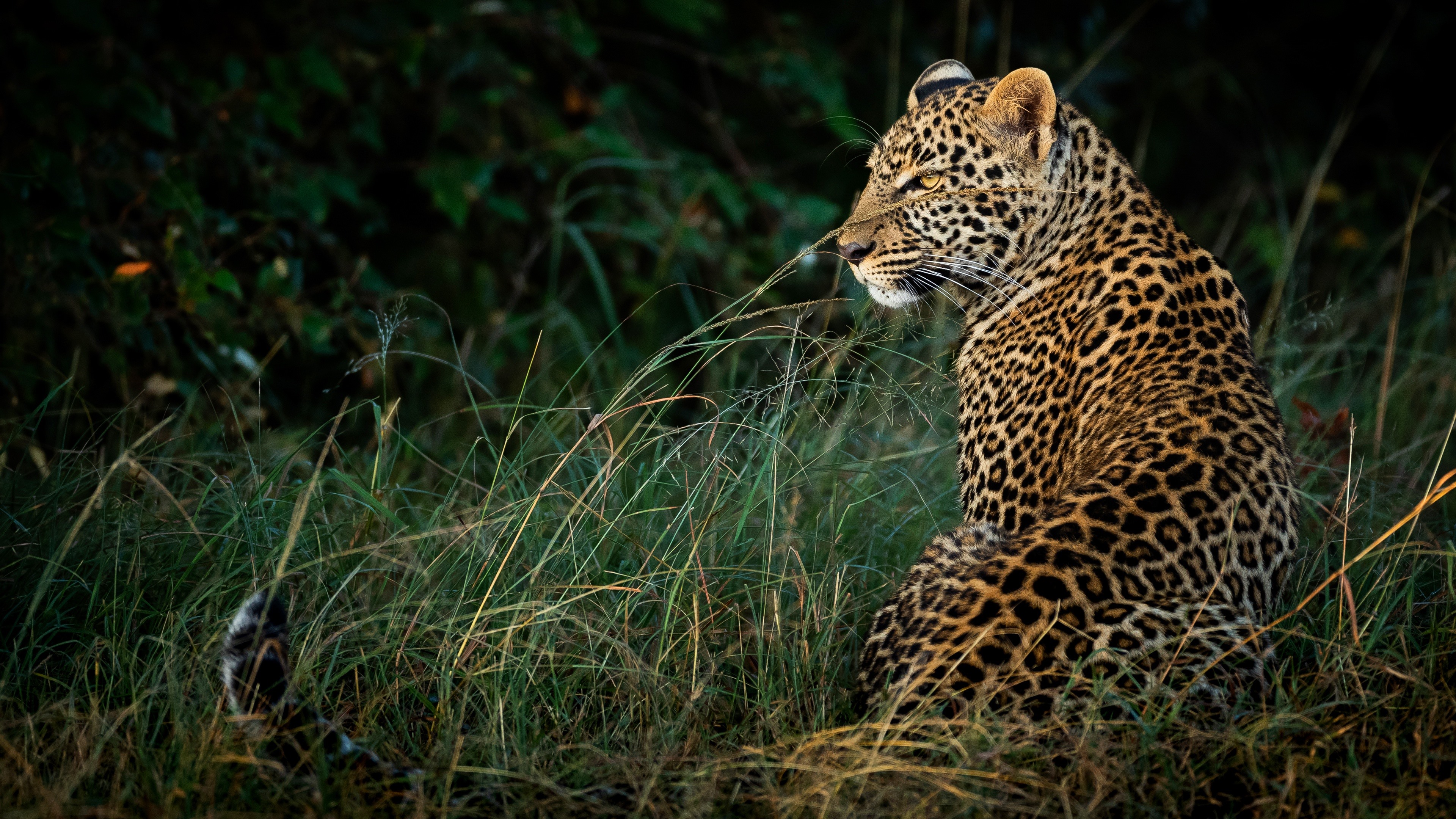 4k Leopard Wallpapers - Wallpaper Cave