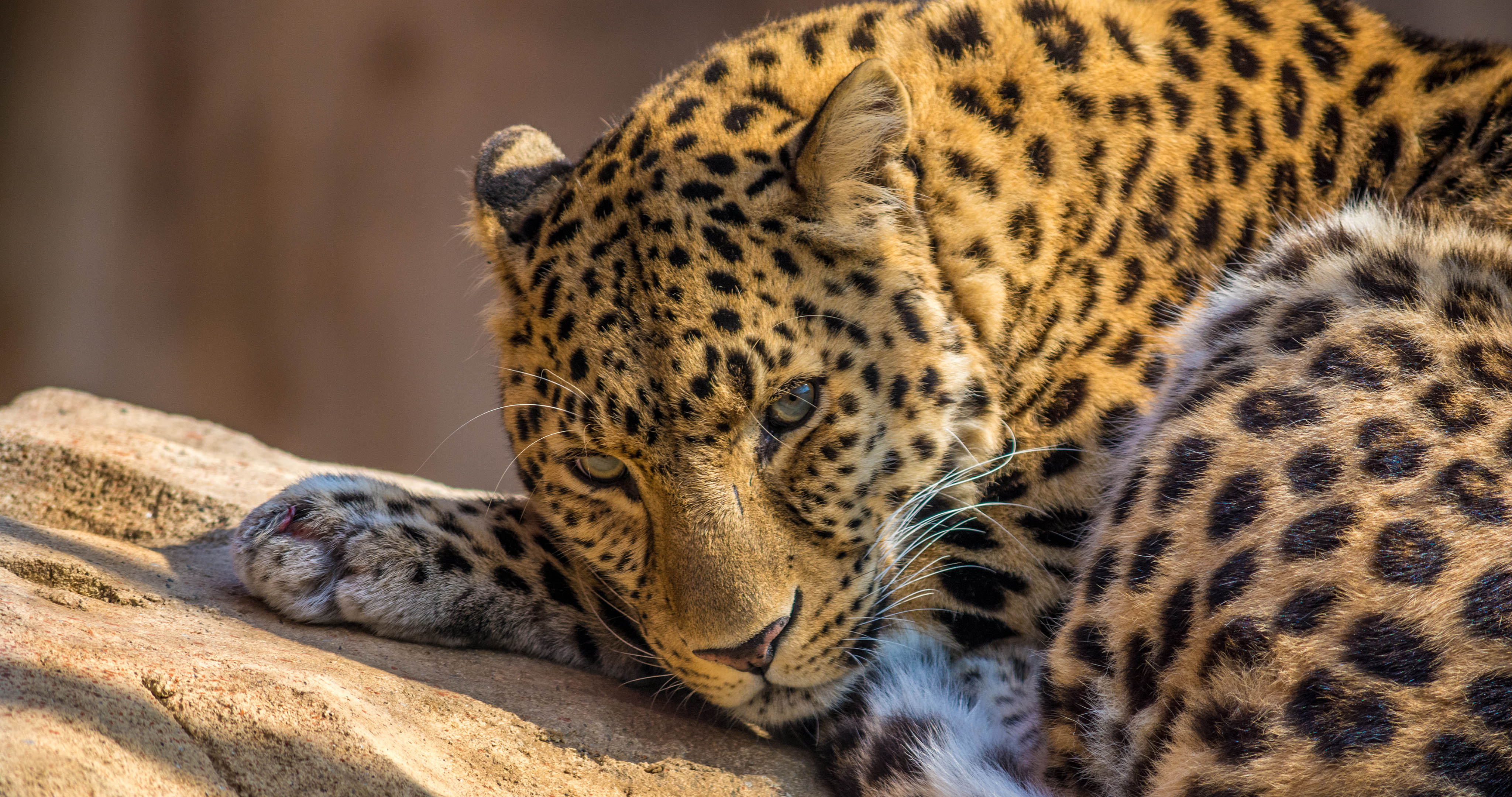 4k Leopard Wallpapers - Wallpaper Cave