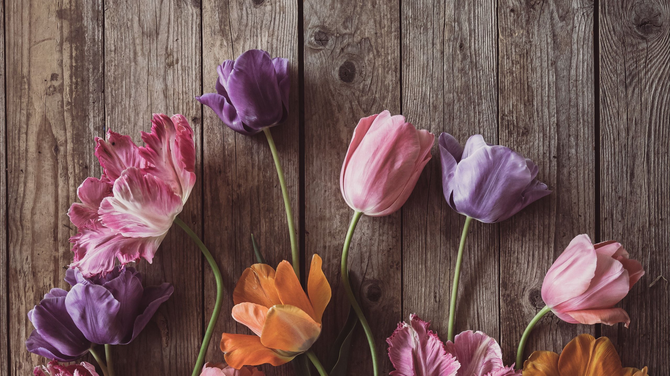 Tulips 4k Wallpapers - Wallpaper Cave