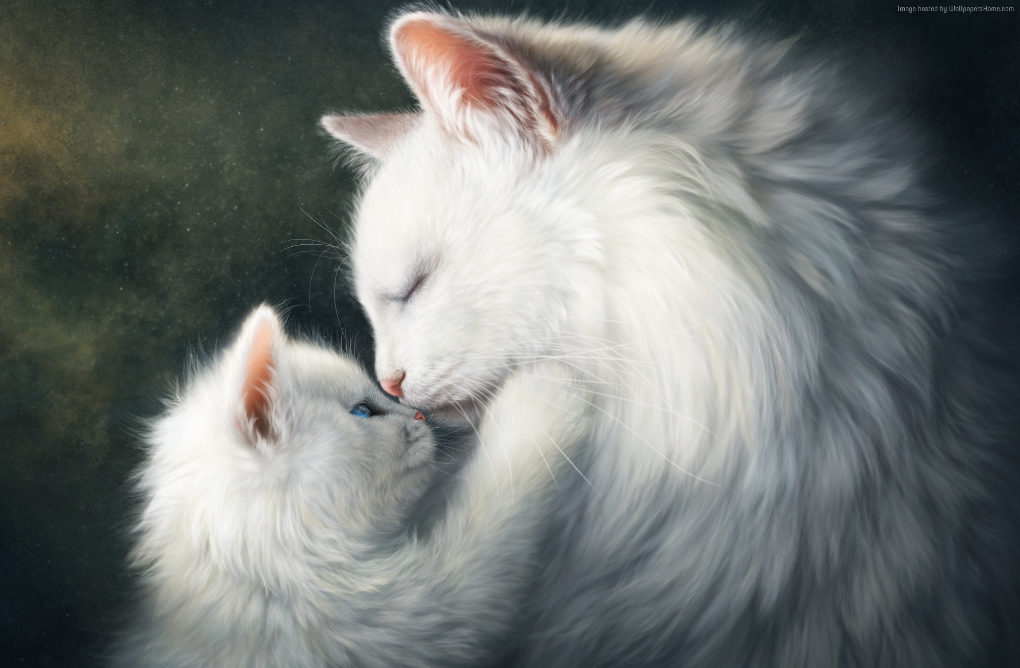 Cats In Love Wallpapers - Wallpaper Cave