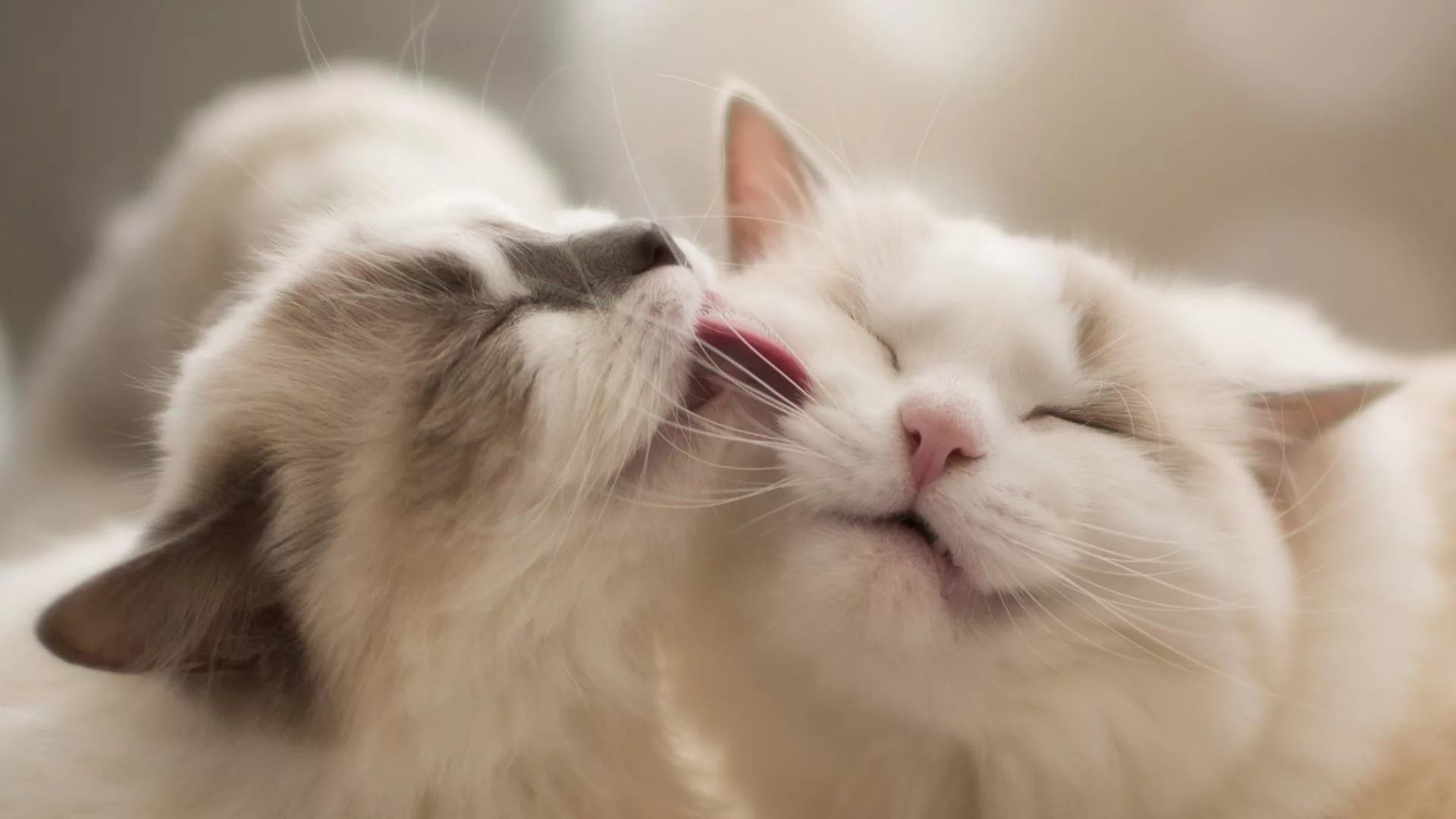 Cats In Love Wallpapers - Wallpaper Cave