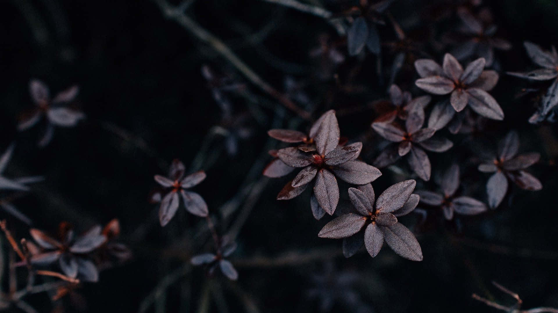 Dark Floral Desktop Wallpapers - Wallpaper Cave