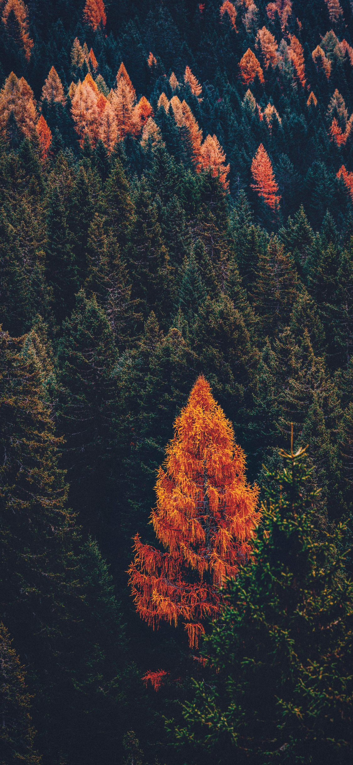 Pine Tree Wallpapers Wallpaper Cave