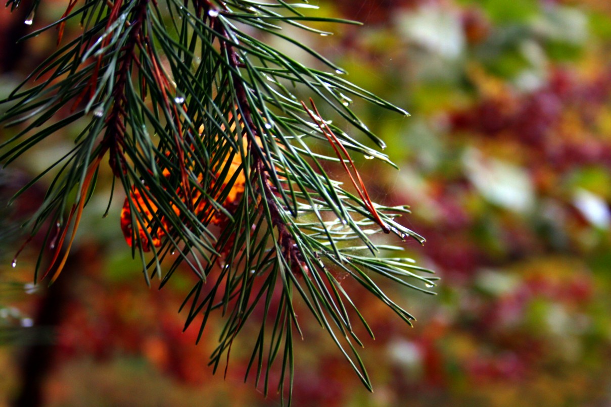 Pine Tree Autumn Wallpapers - Wallpaper Cave