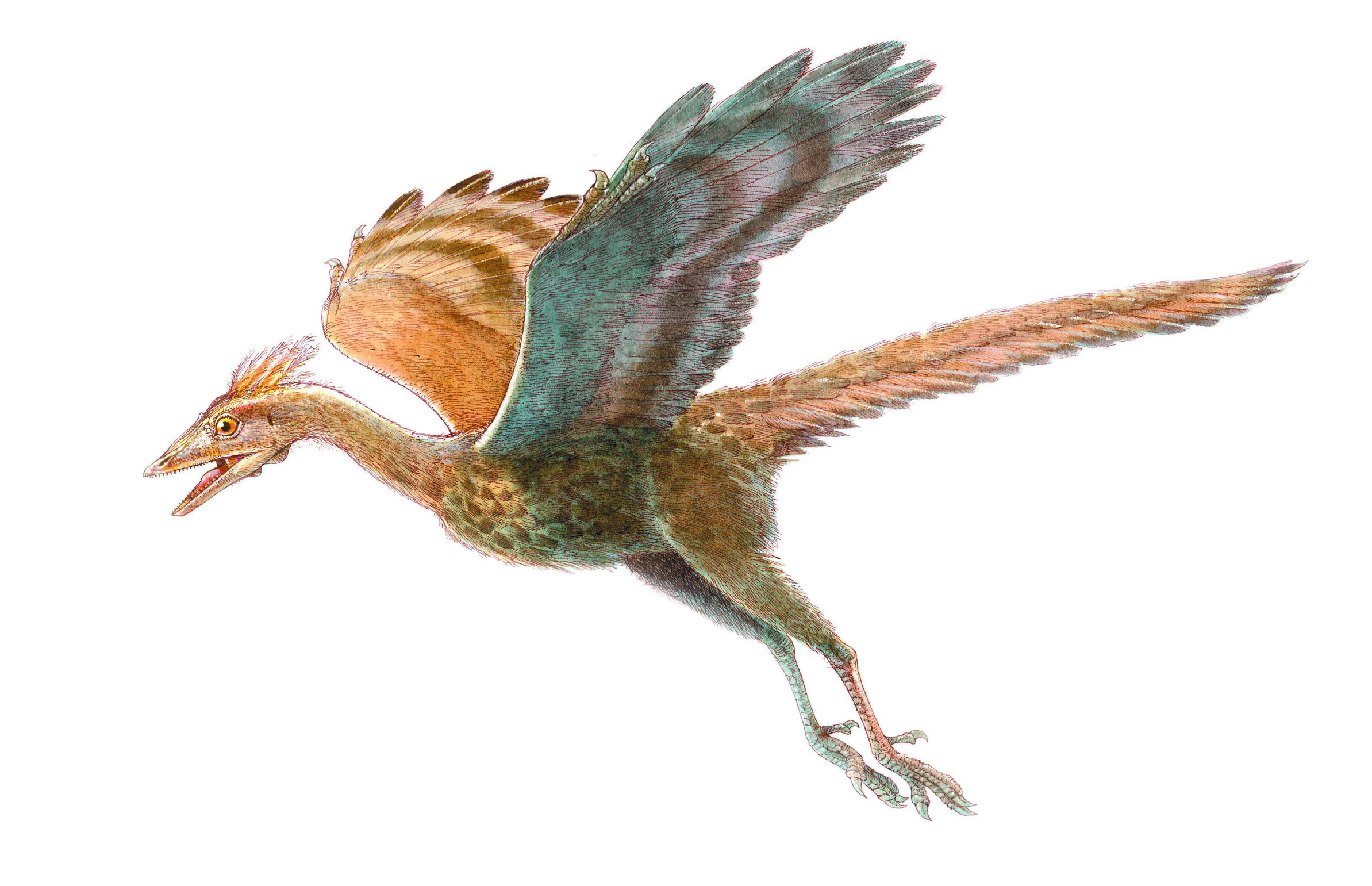 Archaeopteryx Wallpapers - Wallpaper Cave