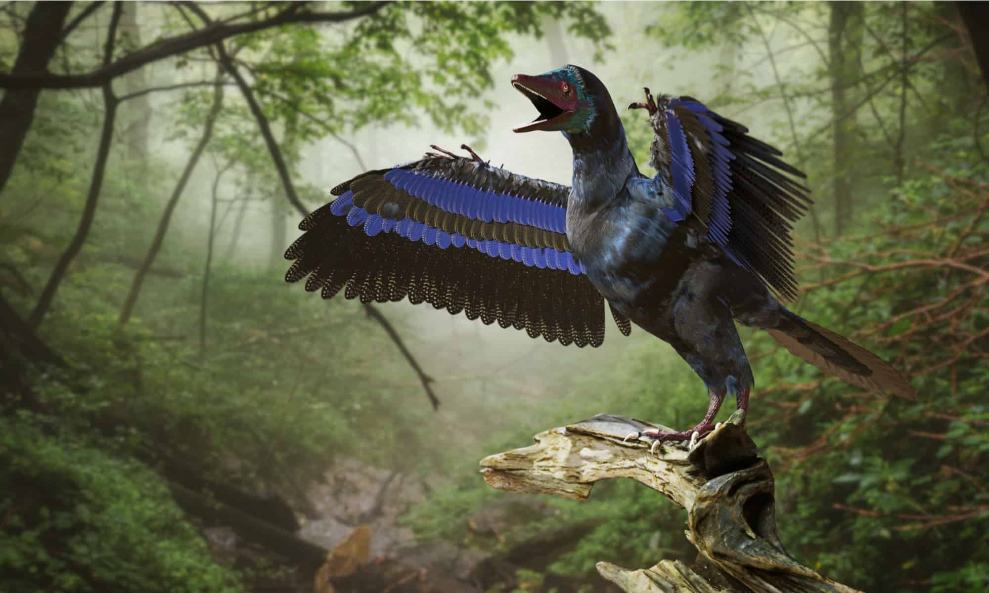 Archaeopteryx Wallpapers - Wallpaper Cave