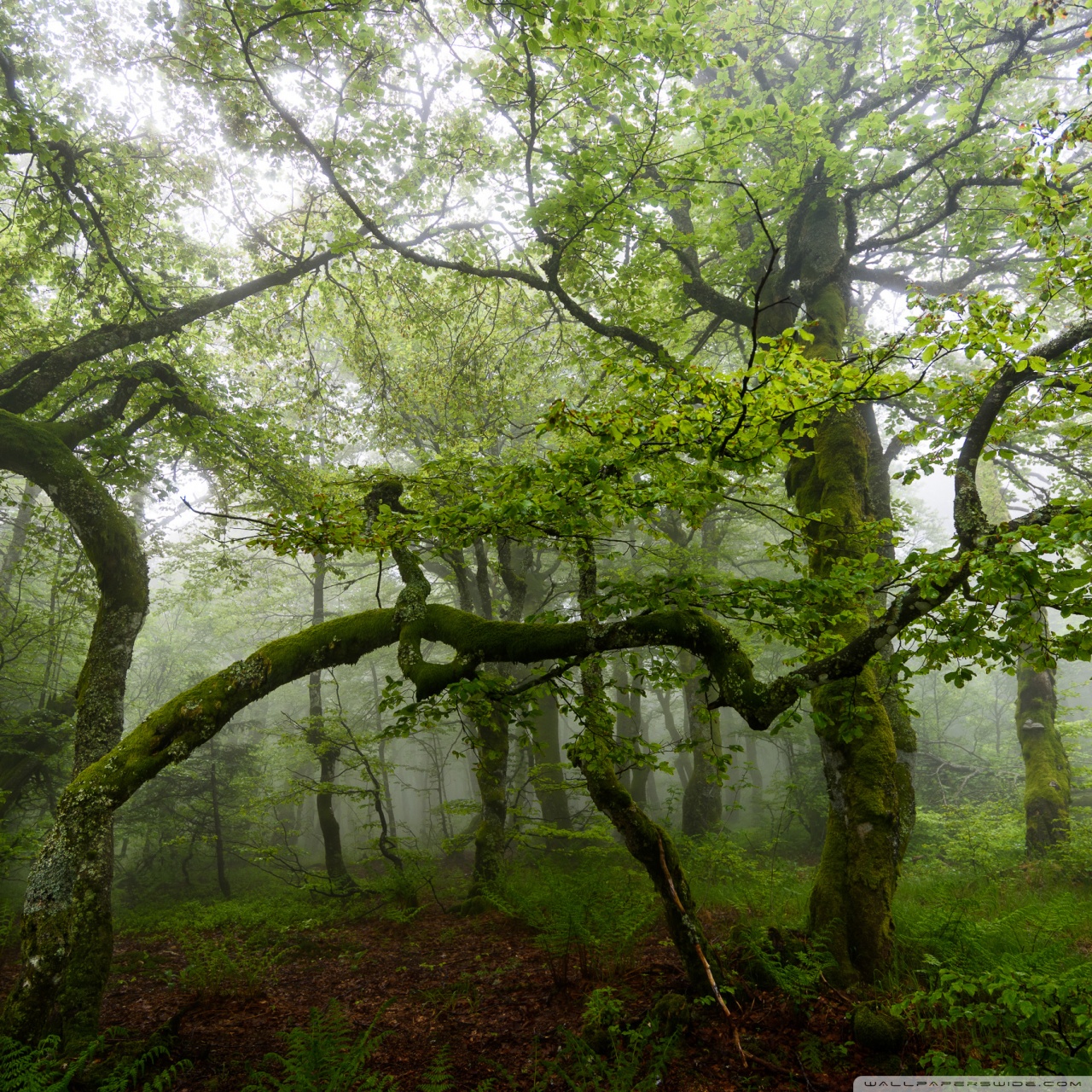 Aesthetic Summer Forest Wallpapers - Wallpaper Cave