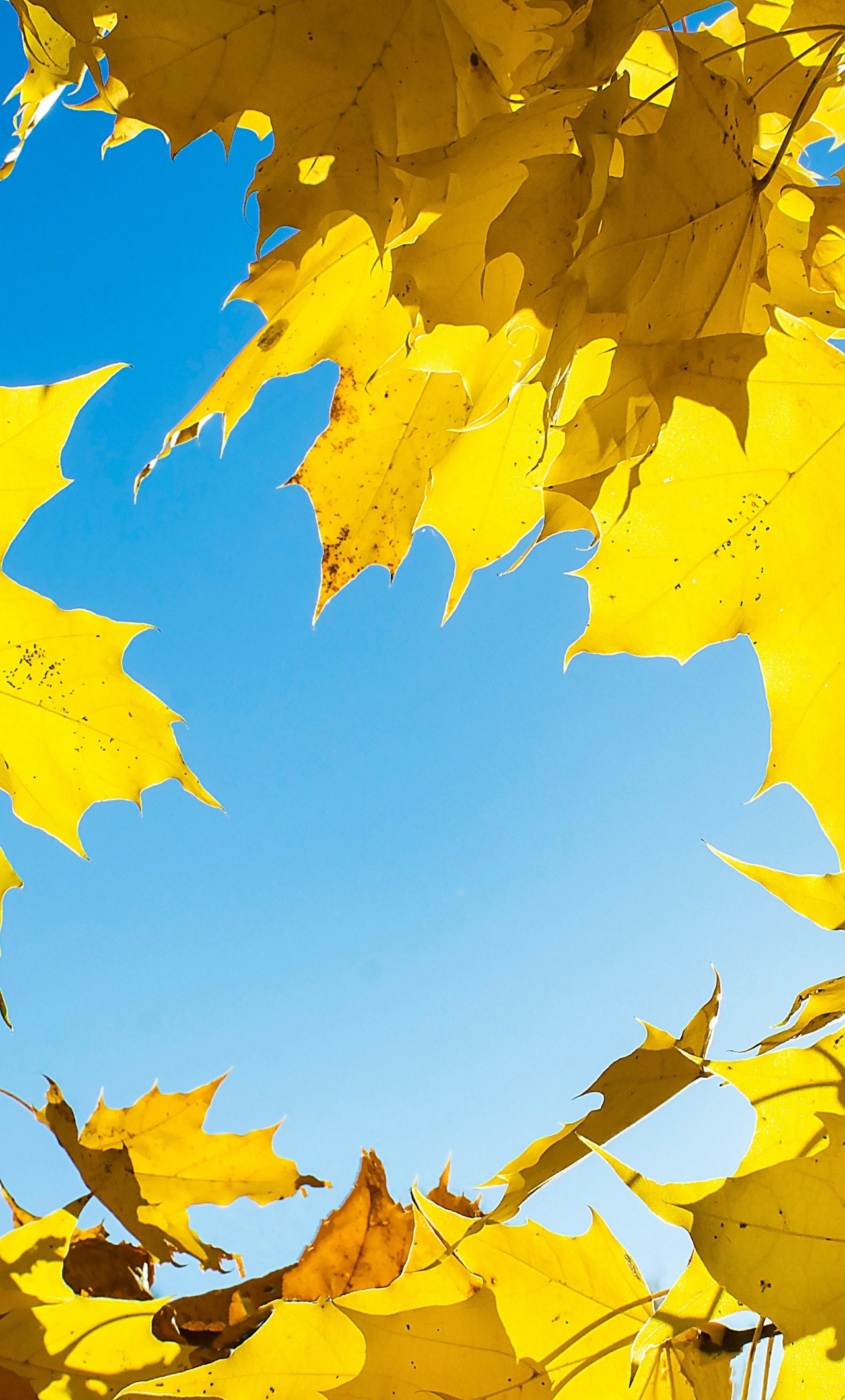 Yellow Leaves Background