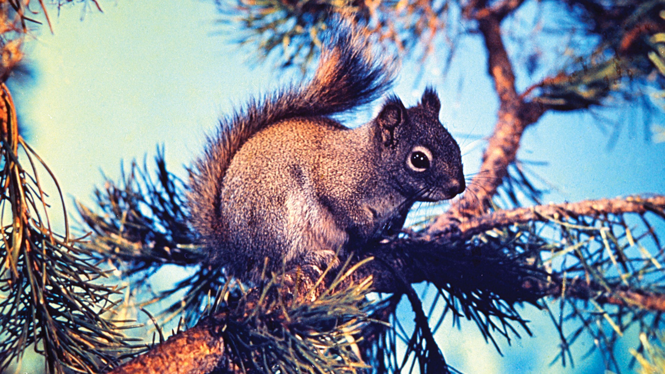 Perri Squirrel Wallpapers - Wallpaper Cave