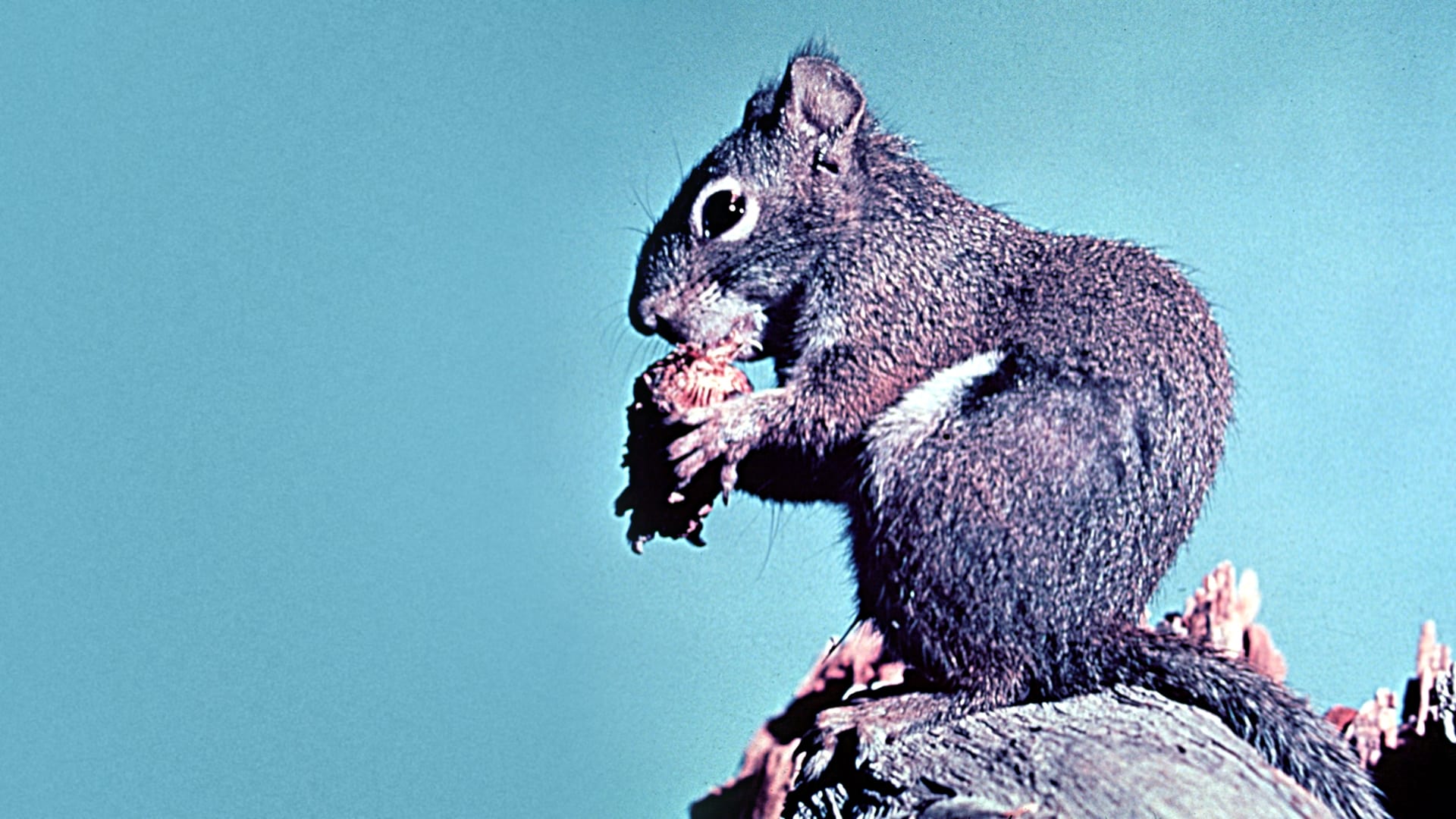 Perri Squirrel Wallpapers - Wallpaper Cave