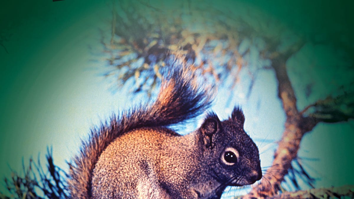 Perri Squirrel Wallpapers - Wallpaper Cave