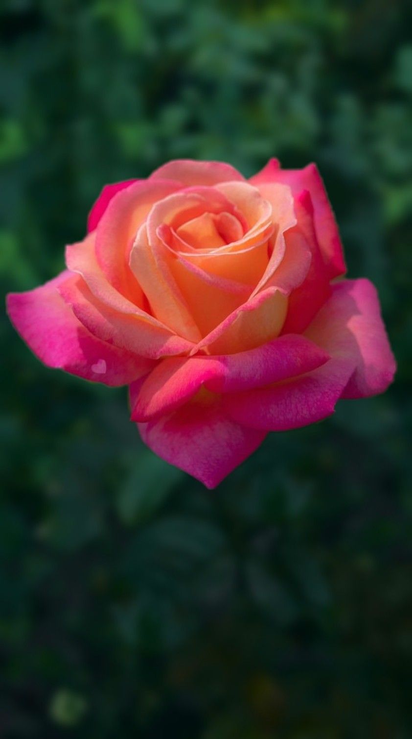 Coral Rose Wallpapers - Wallpaper Cave