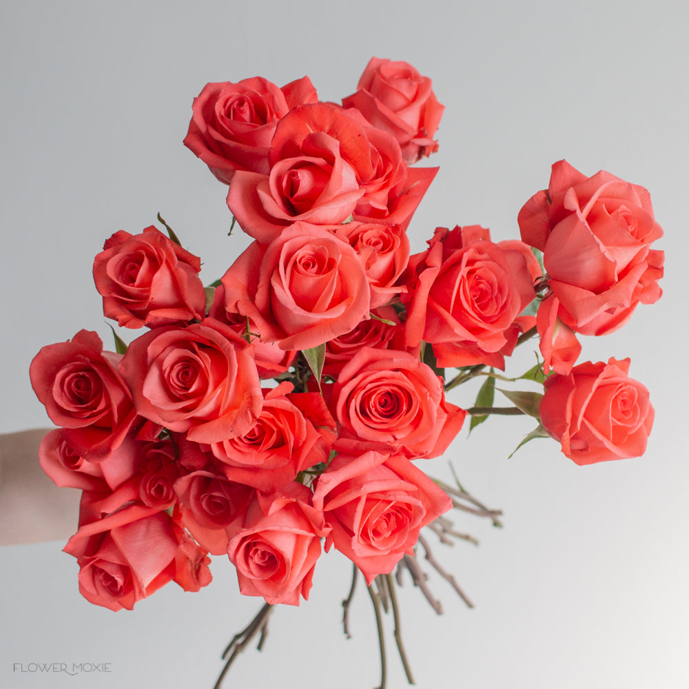 Coral Rose Wallpapers - Wallpaper Cave