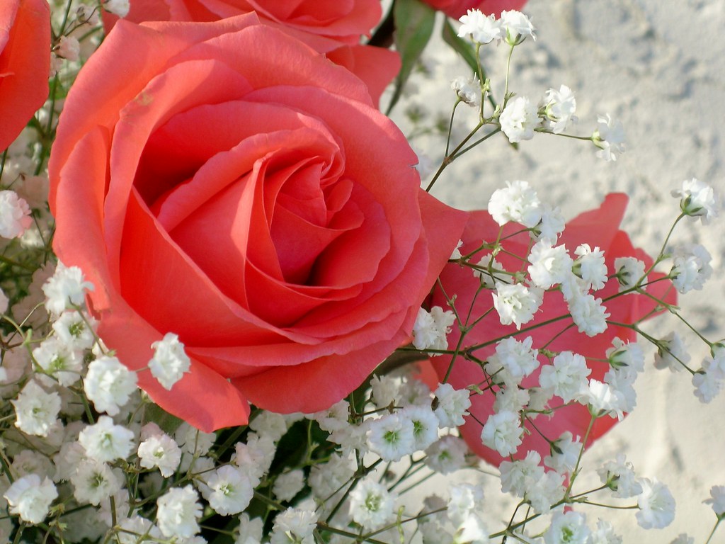 Coral Rose Wallpapers - Wallpaper Cave