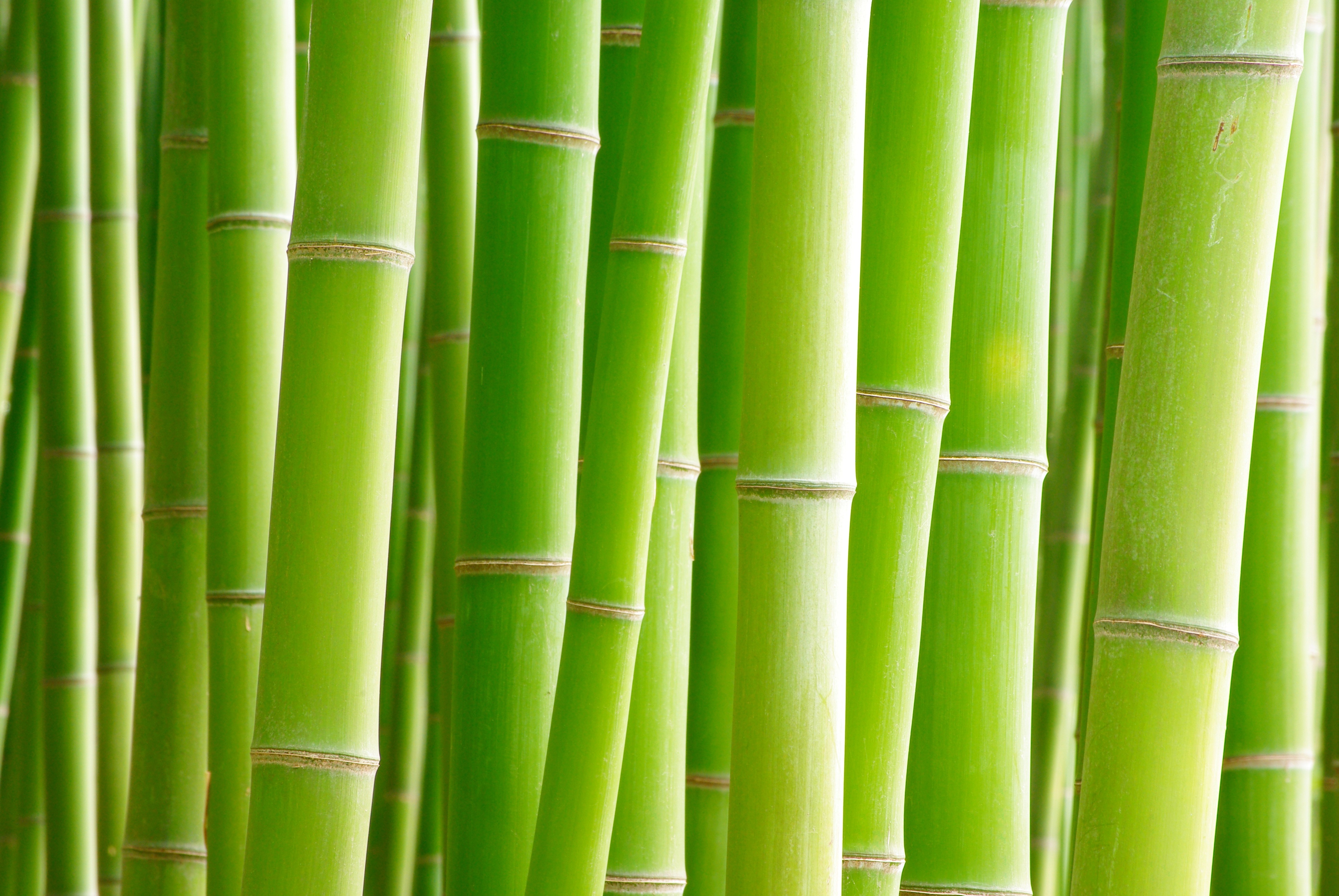 Bamboo 4k Wallpapers - Wallpaper Cave