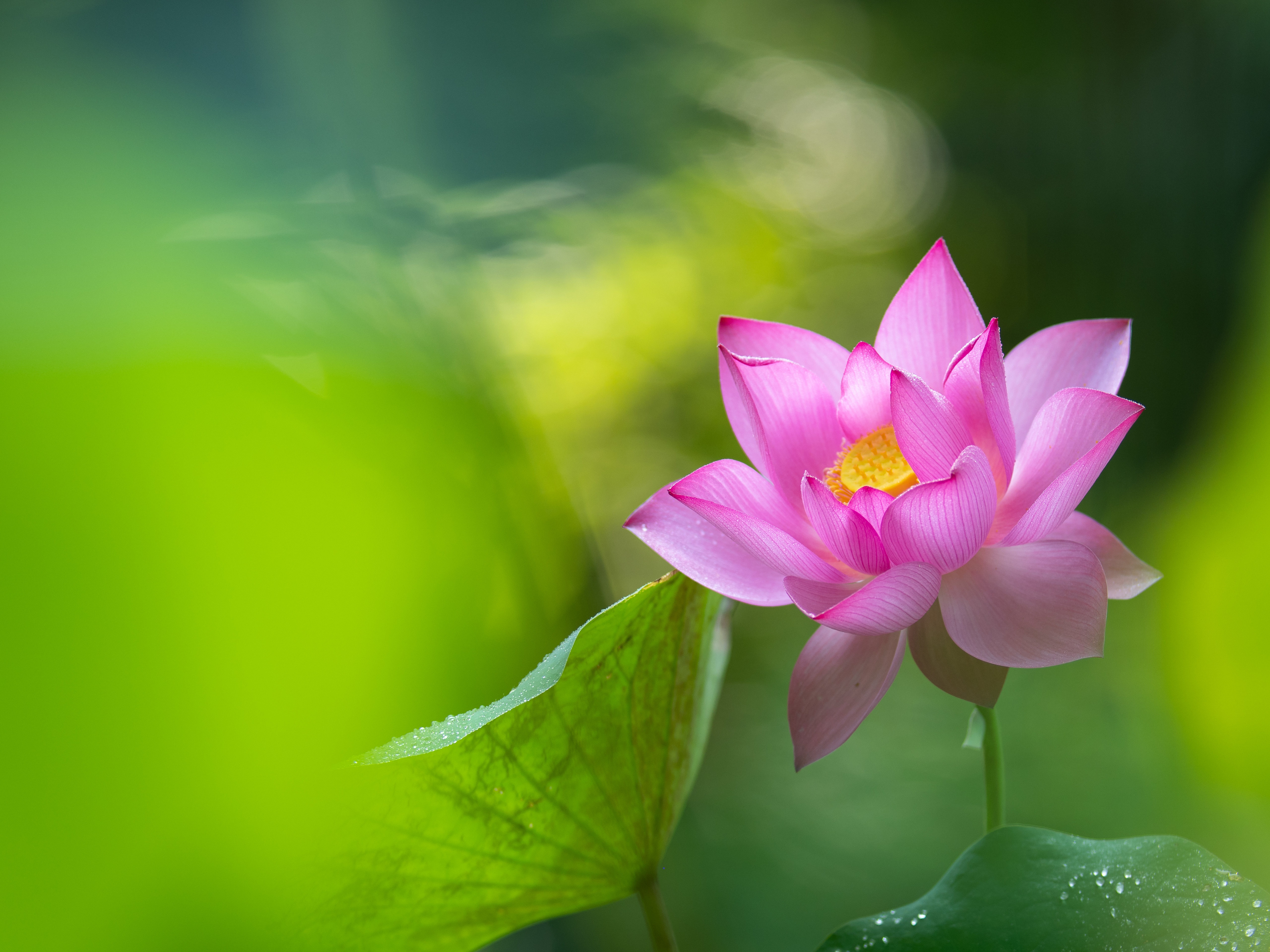 Lotus 4k Wallpapers Top Free Lotus 4k Backgrounds Wallpaperaccess