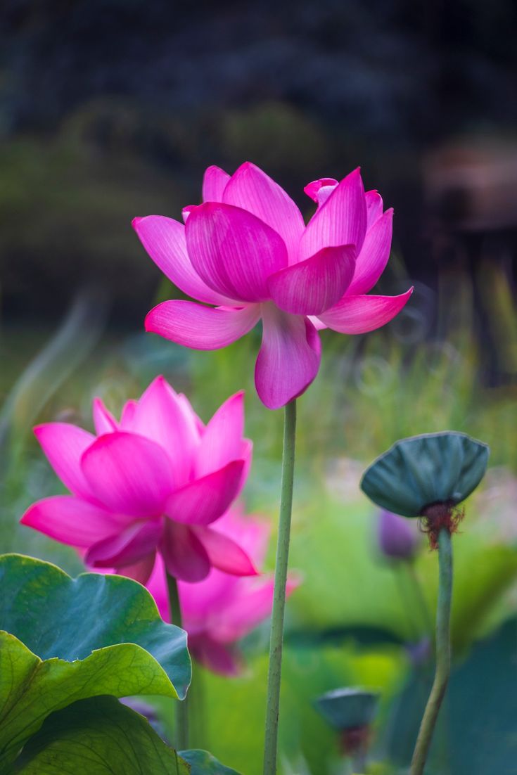 Lotus Mobile Wallpapers - Wallpaper Cave