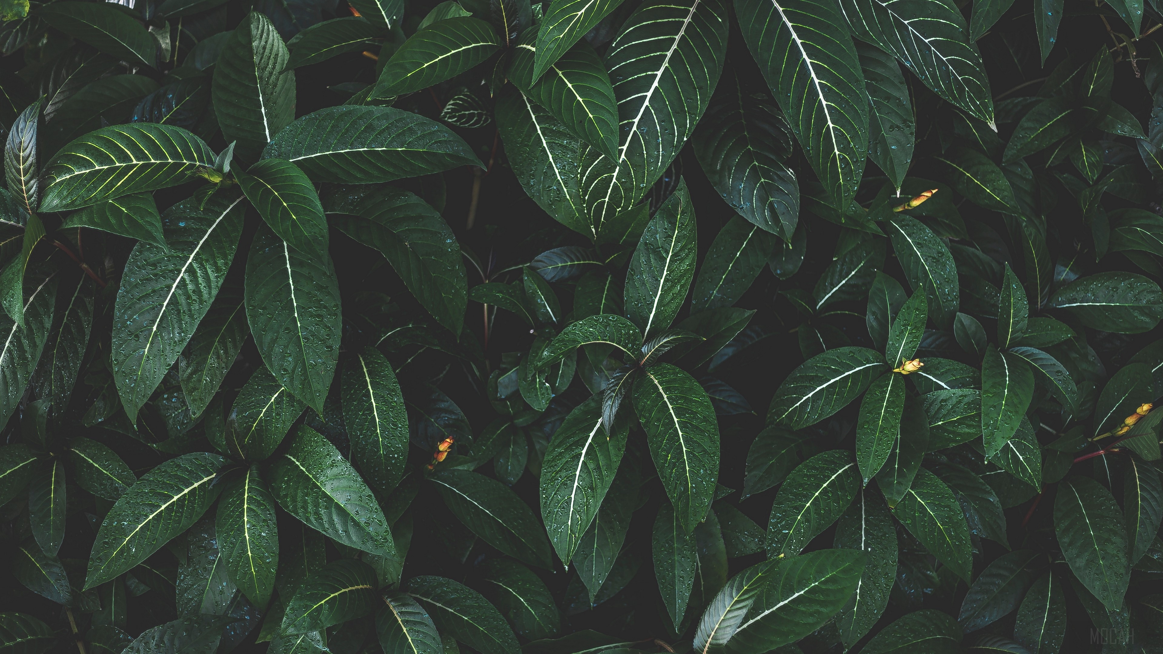 Green Leaves 4k Wallpapers - Wallpaper Cave
