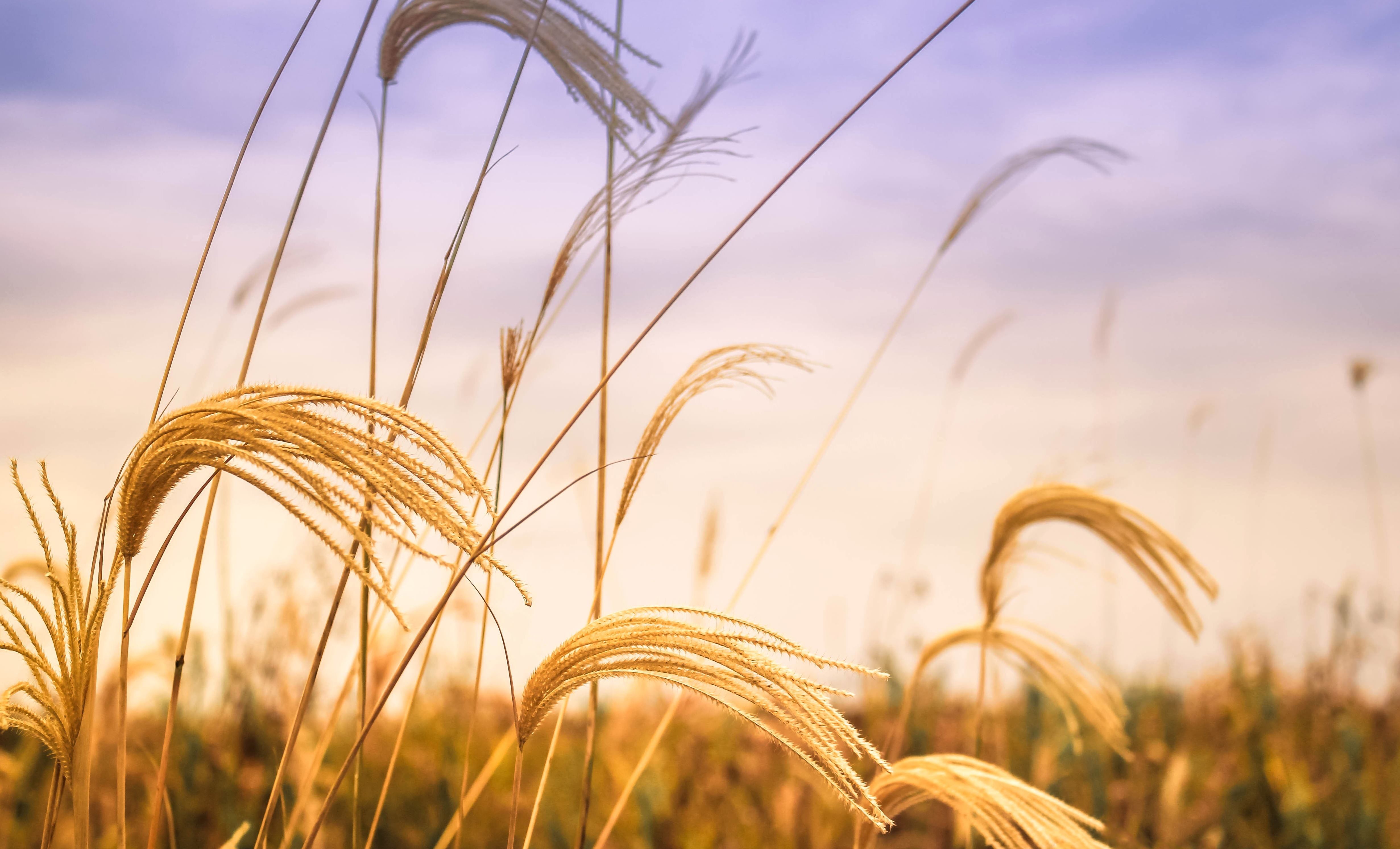 Summer Farmland Wallpapers - Wallpaper Cave