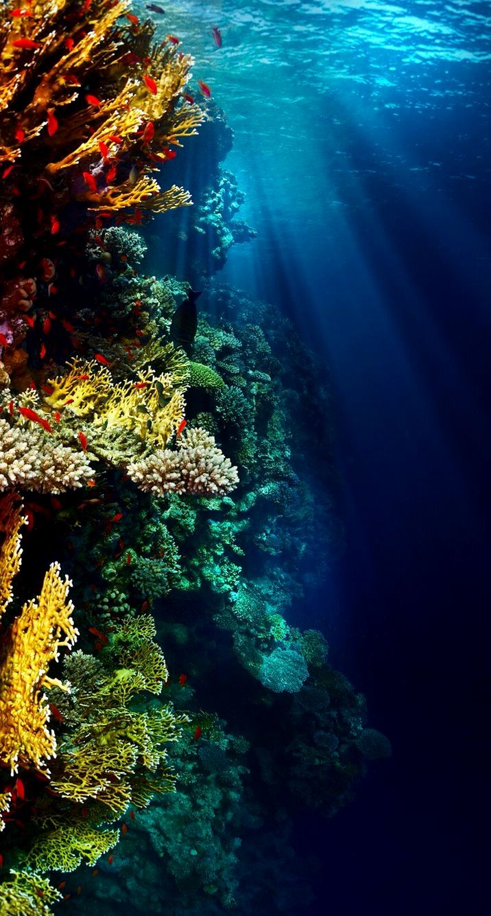 Reef Phone Wallpapers - Wallpaper Cave