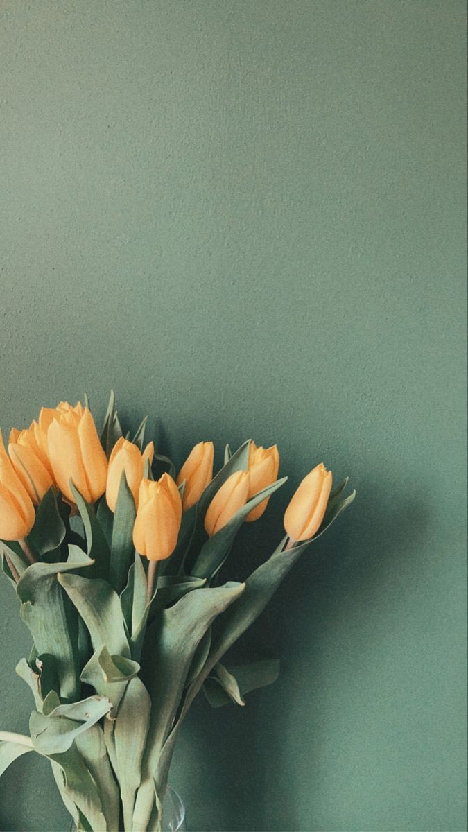 Tulip Aesthetic Wallpapers - Wallpaper Cave
