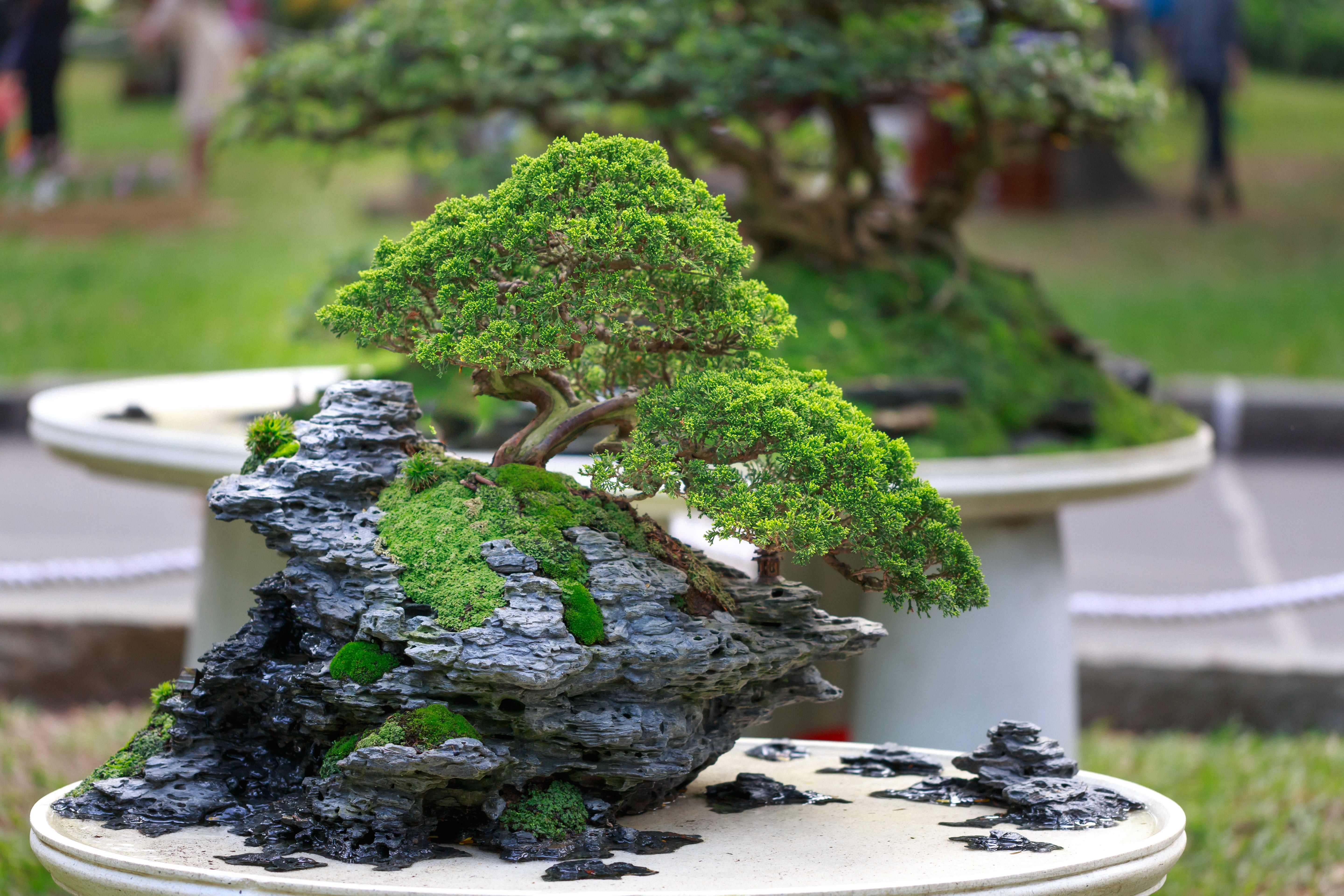 Bonsai 4k Wallpapers - Wallpaper Cave