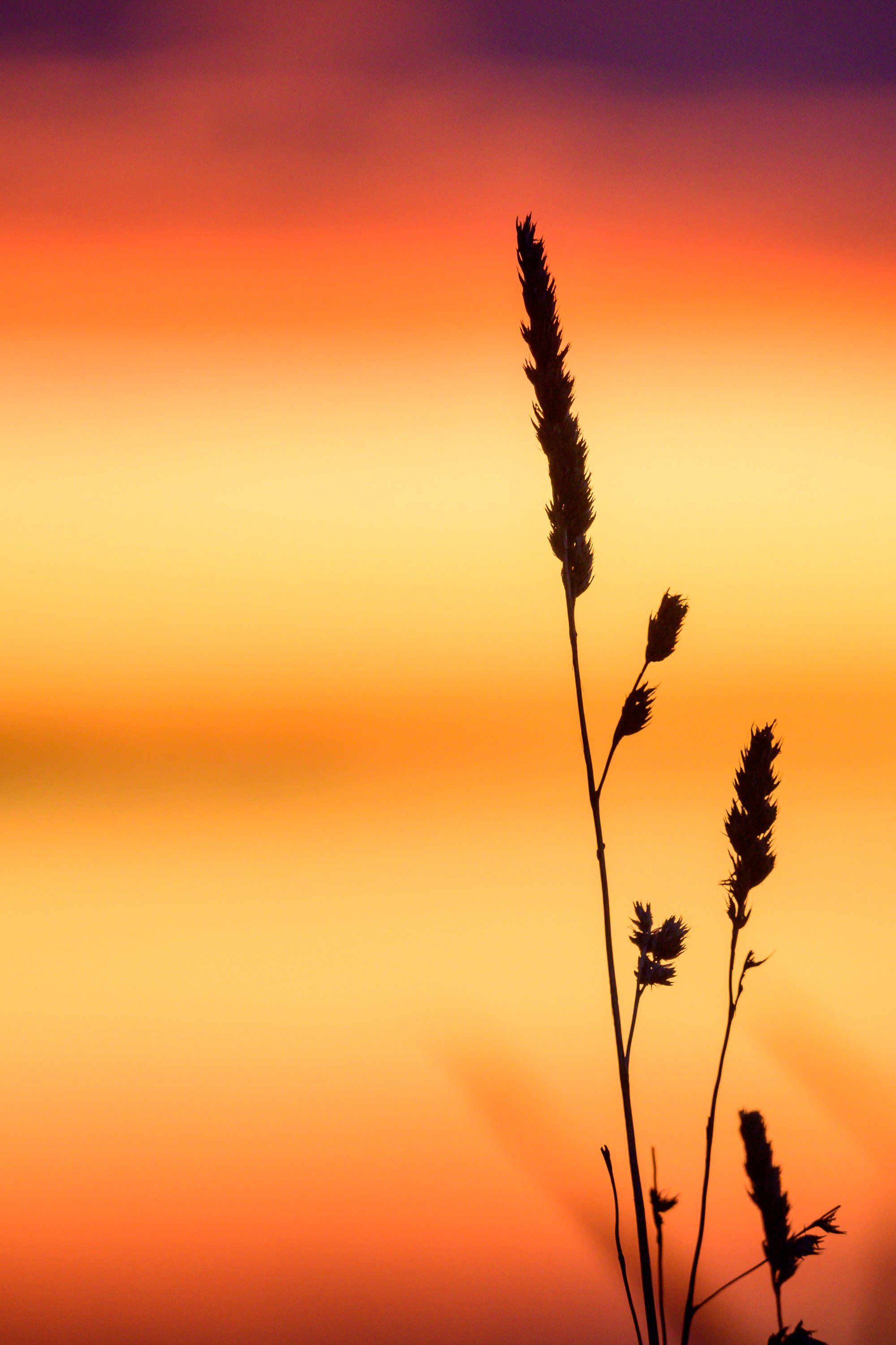 2000x3000 Wallpapers - Wallpaper Cave