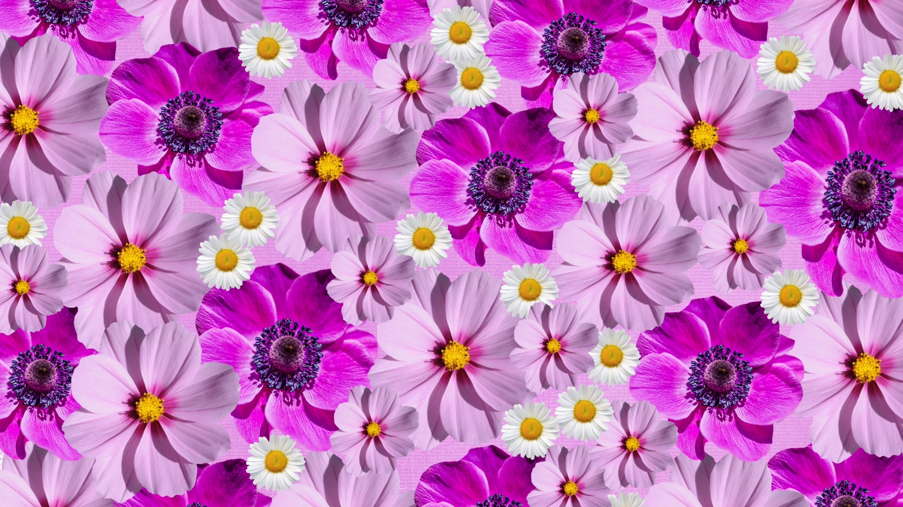 Spring Flower 4k Wallpapers - Wallpaper Cave
