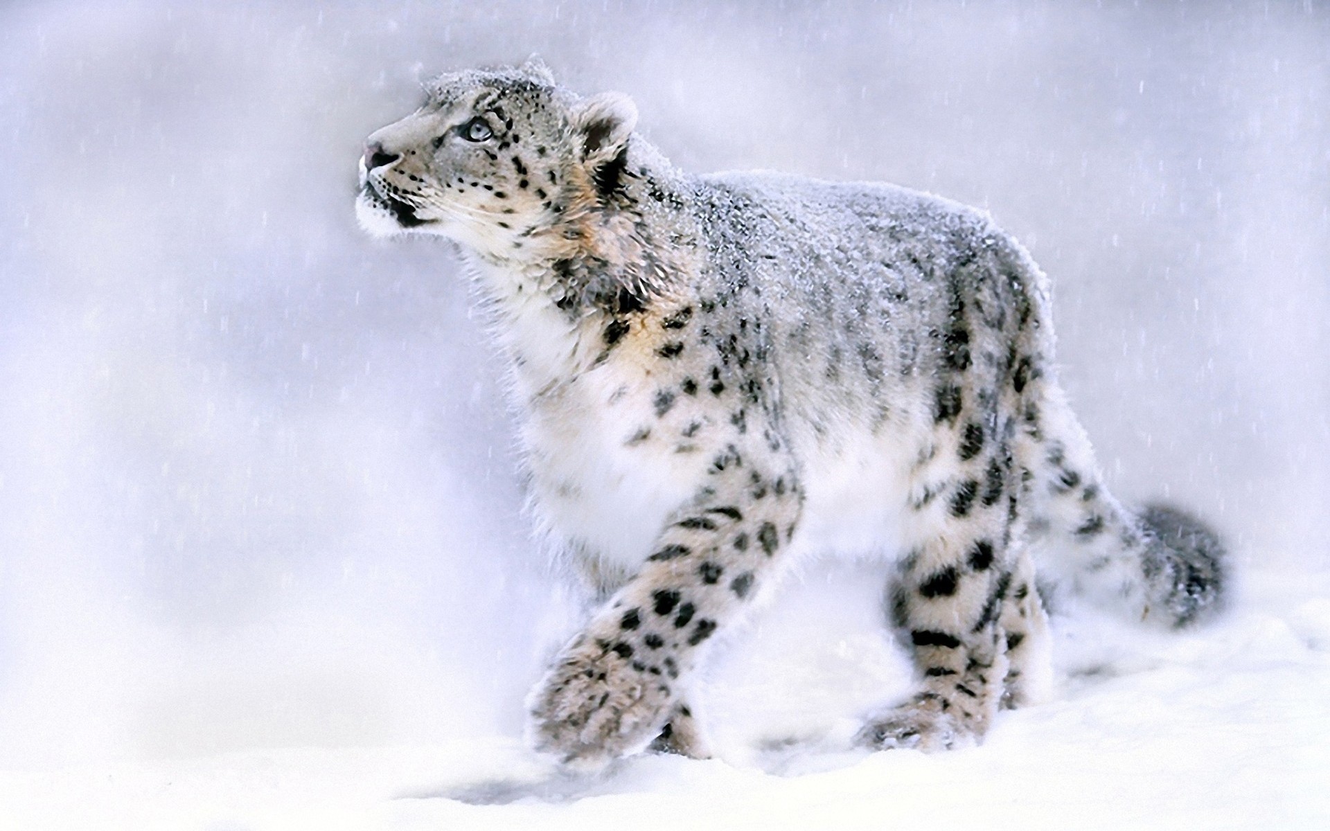 Snow Leopard 4k Wallpapers - Wallpaper Cave