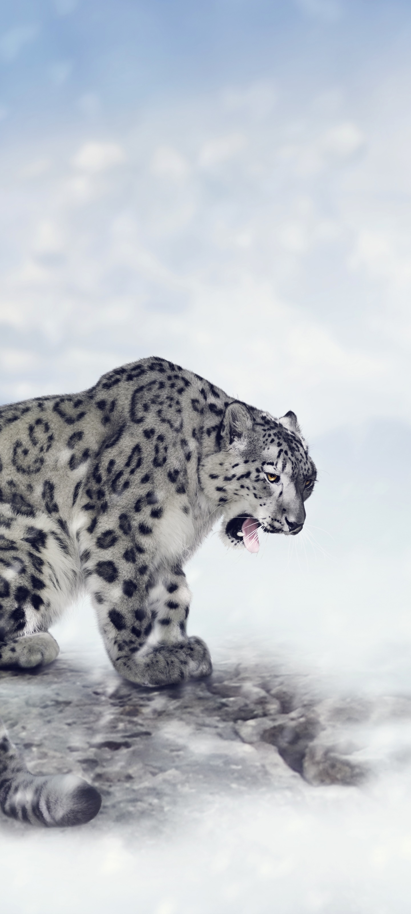 Snow Leopard 4k Wallpapers - Wallpaper Cave