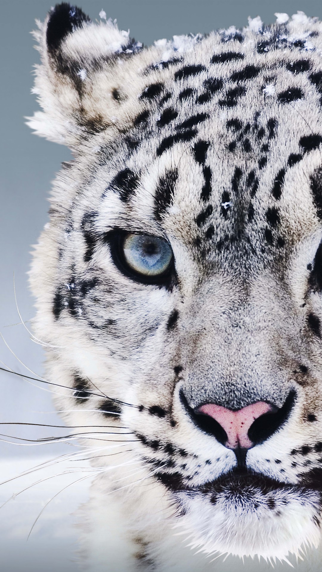 Snow Leopard 4k Wallpapers - Wallpaper Cave