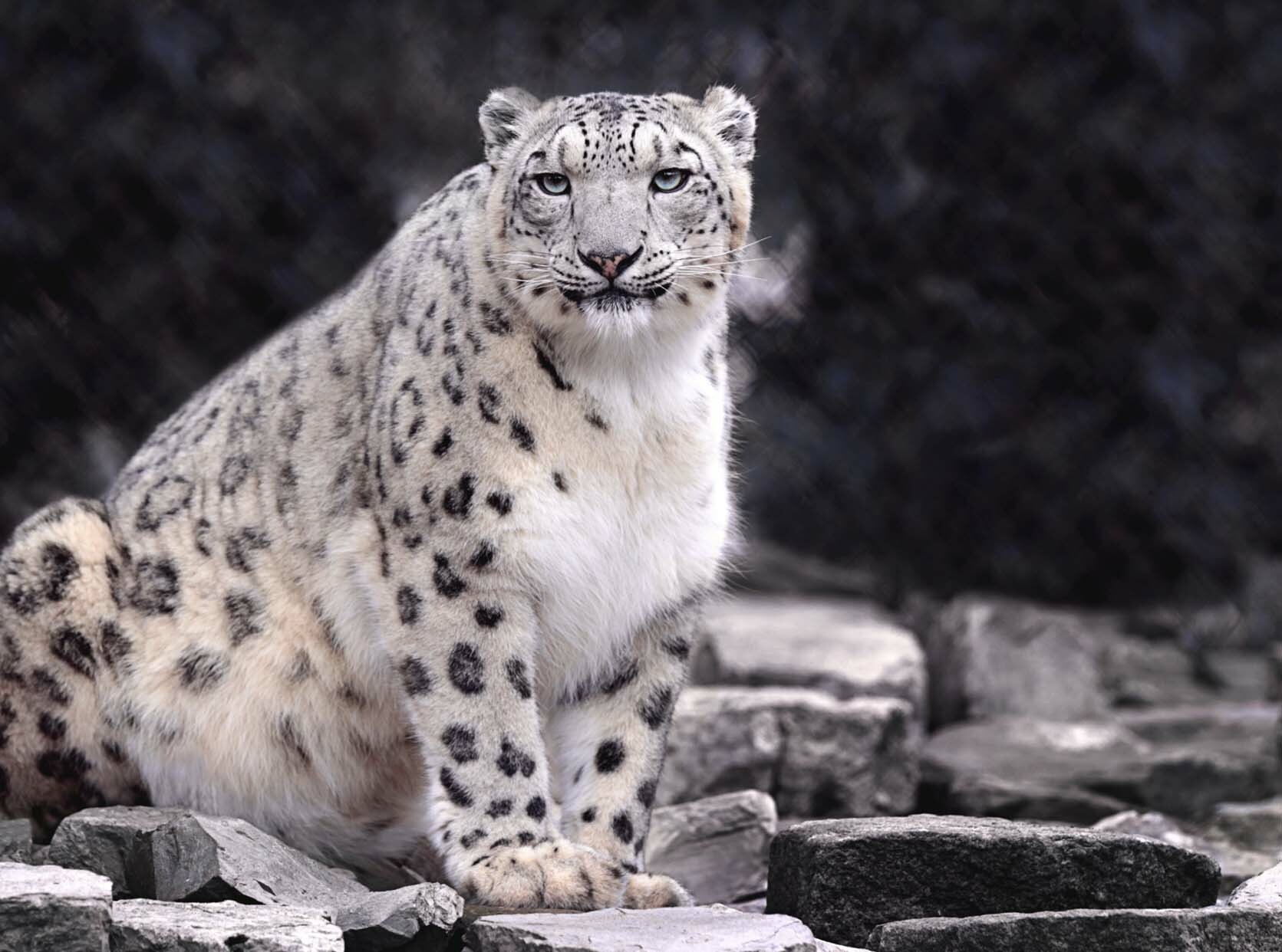 Snow Leopard 4k Wallpapers - Wallpaper Cave